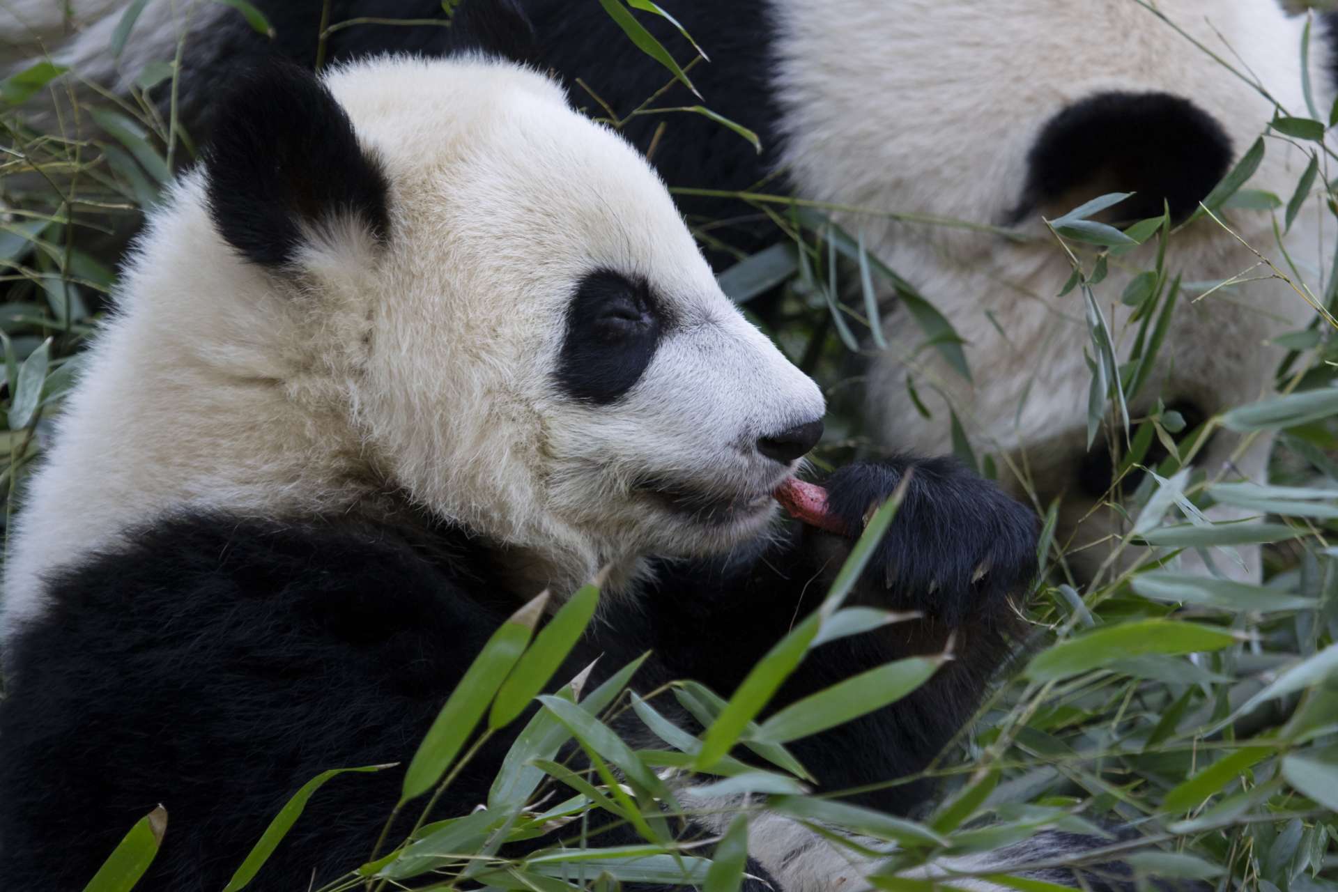 Panda Updates - Friday, January 26 - Zoo Atlanta