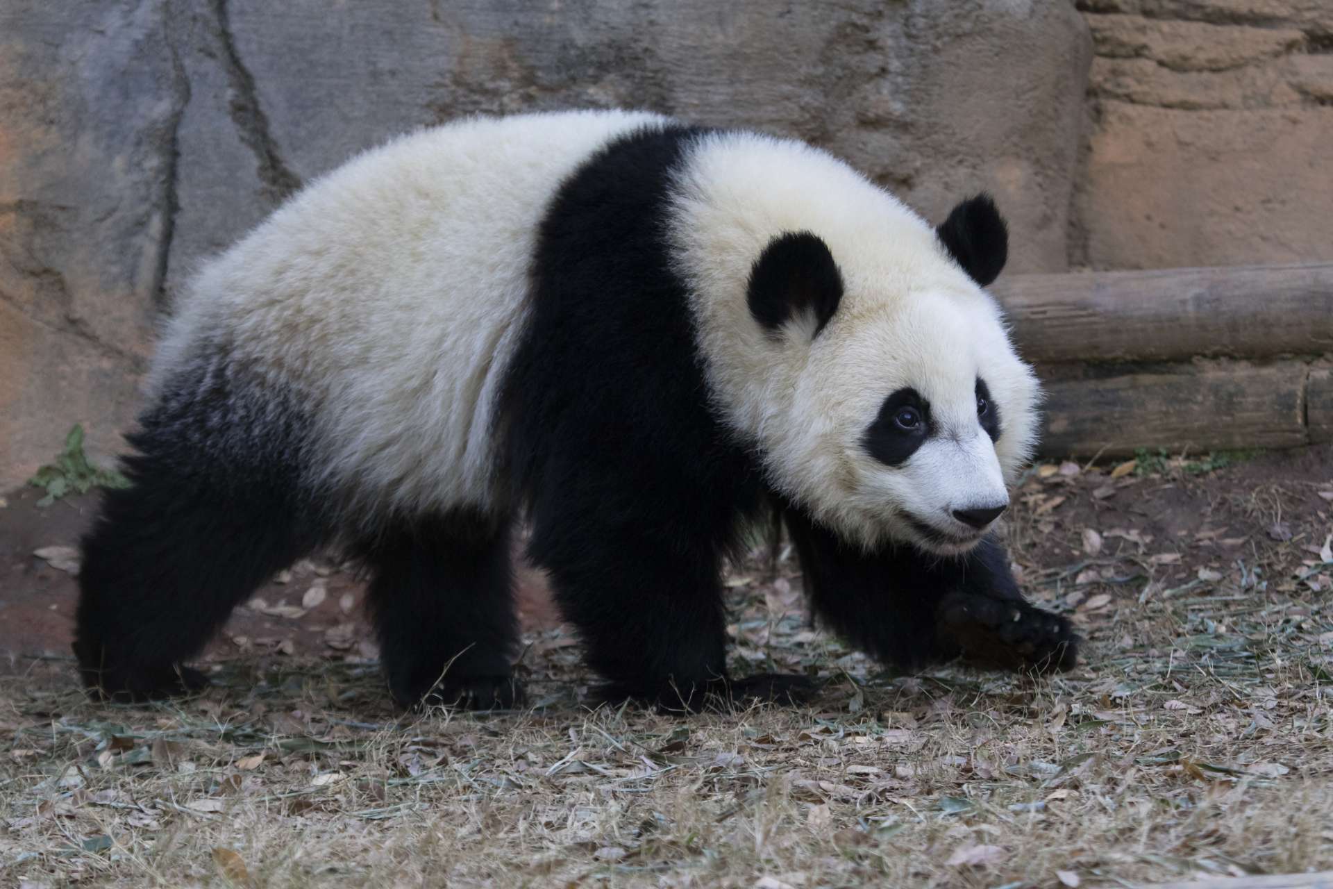 Panda Updates - Wednesday, January 31 - Zoo Atlanta