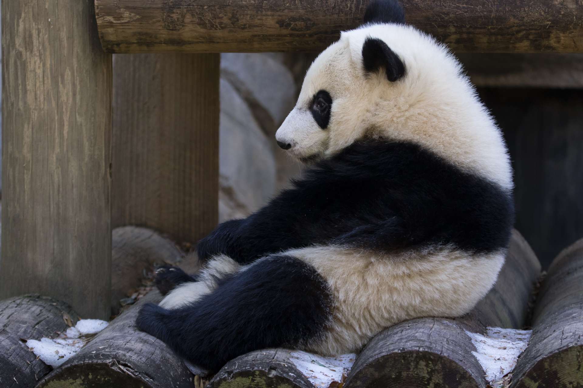 Panda Updates - Wednesday, January 3 - Zoo Atlanta
