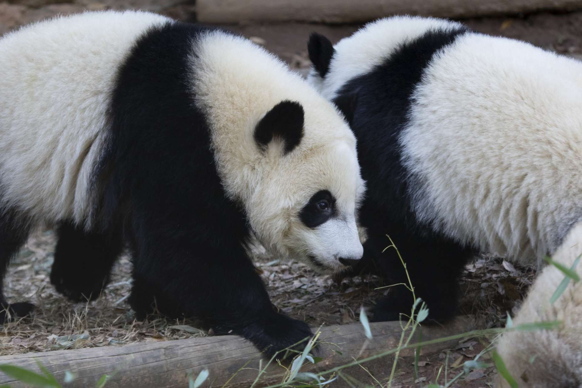 Panda Updates - Friday, March 9 - Zoo Atlanta