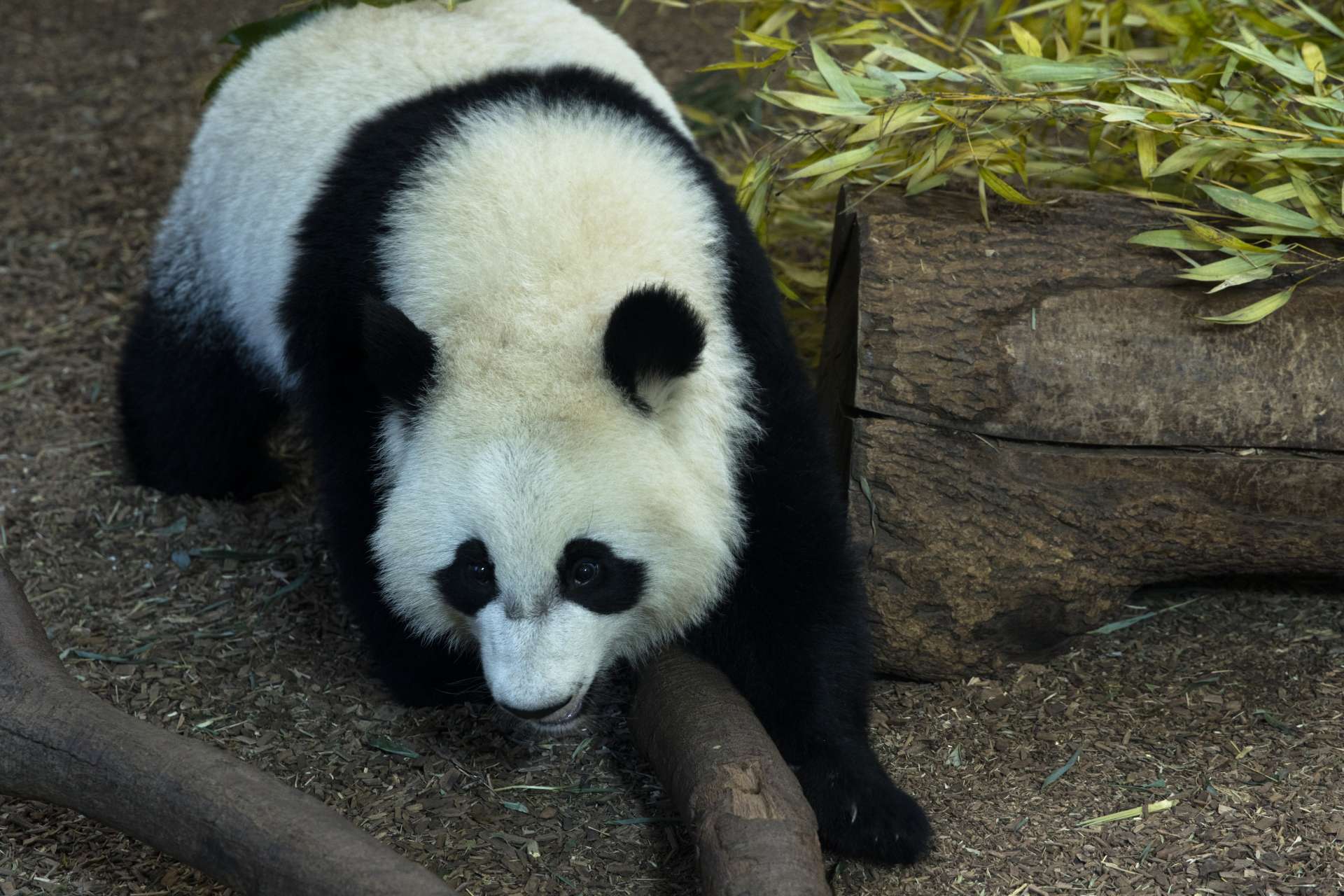 Panda Updates - Friday, February 2 - Zoo Atlanta Panda Updates - Friday, February 2 - Zoo Atlanta