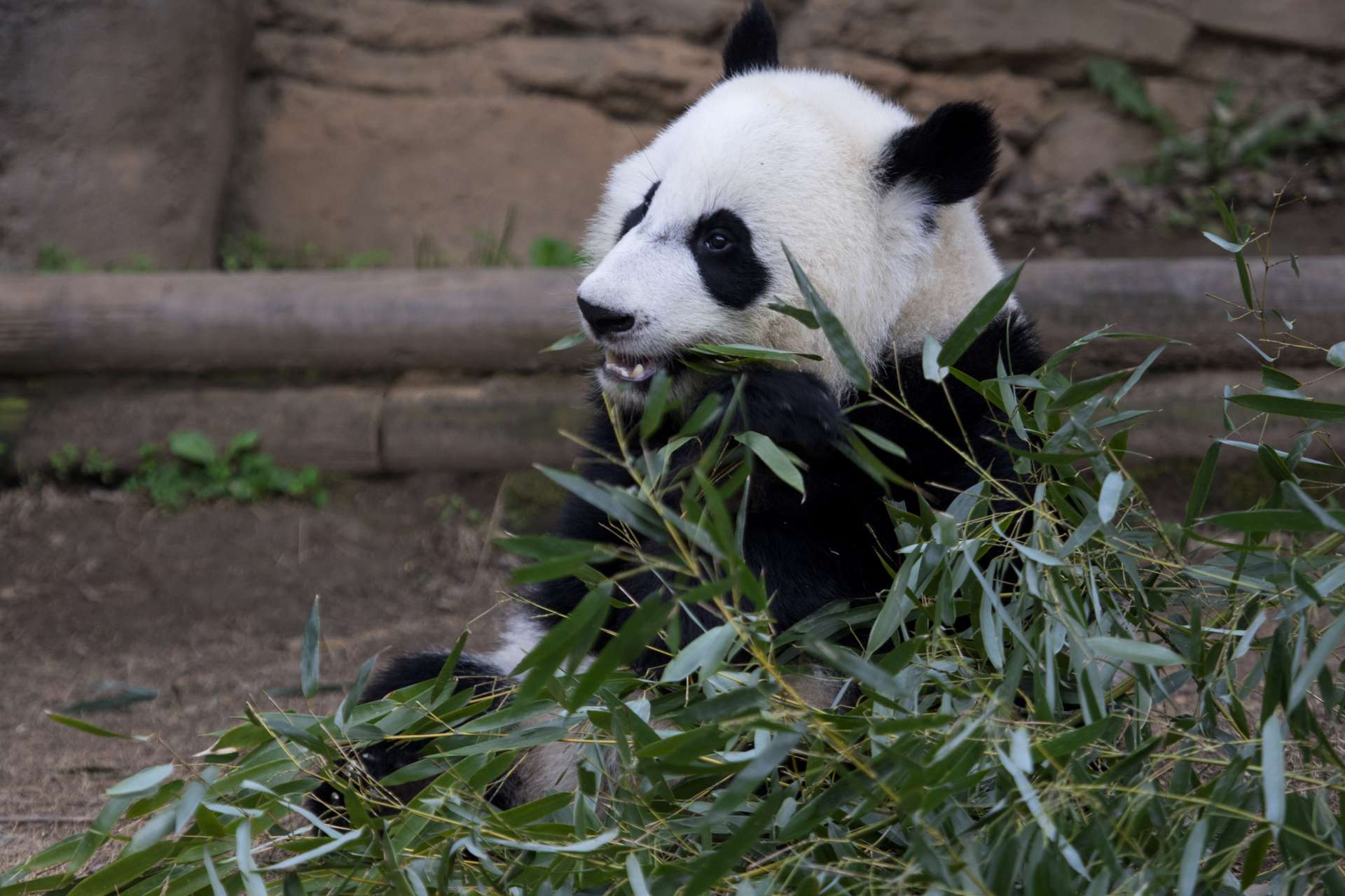 Panda Updates - Monday, August 6 - Zoo Atlanta