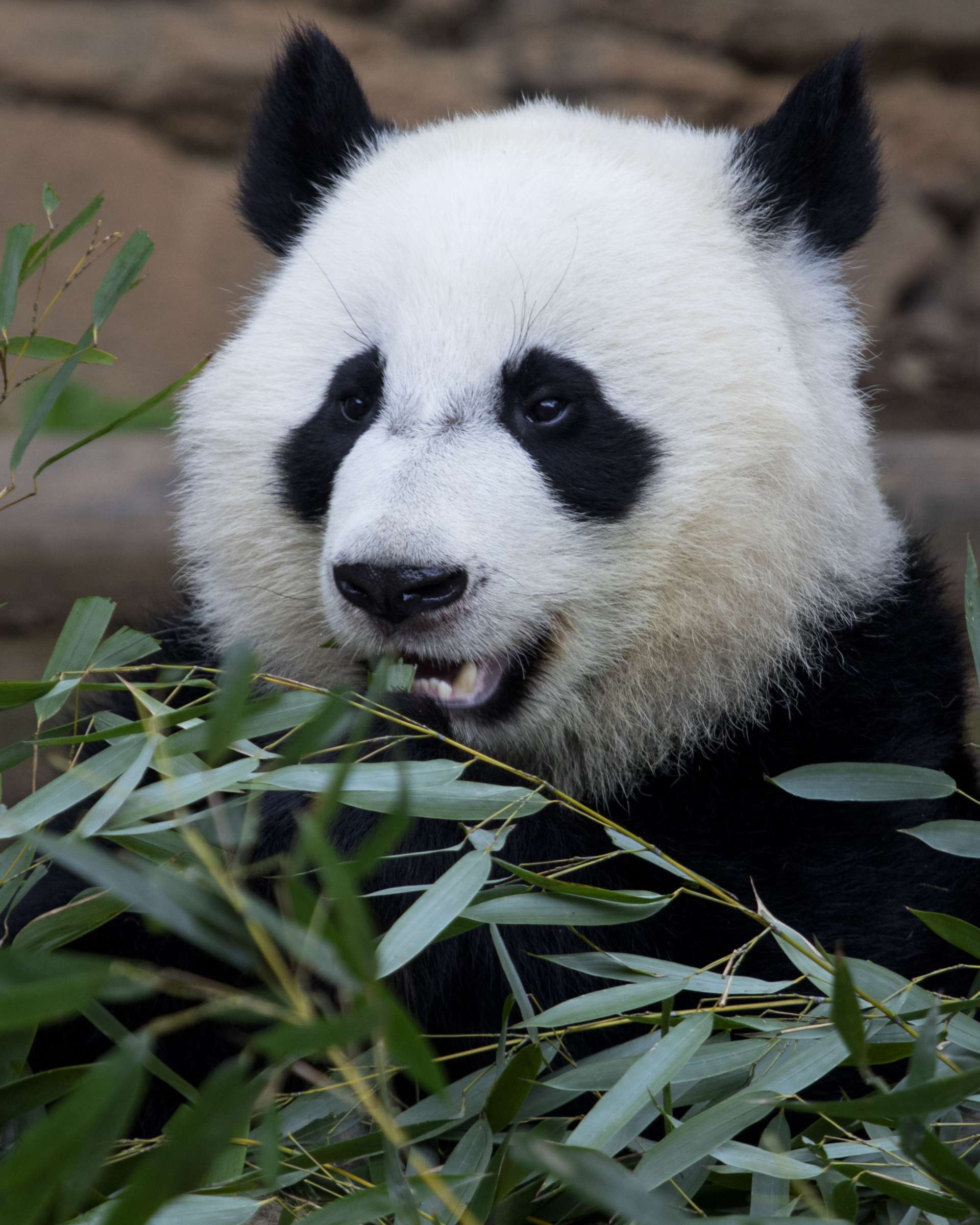 Bamboo Donation Zoo Atlanta