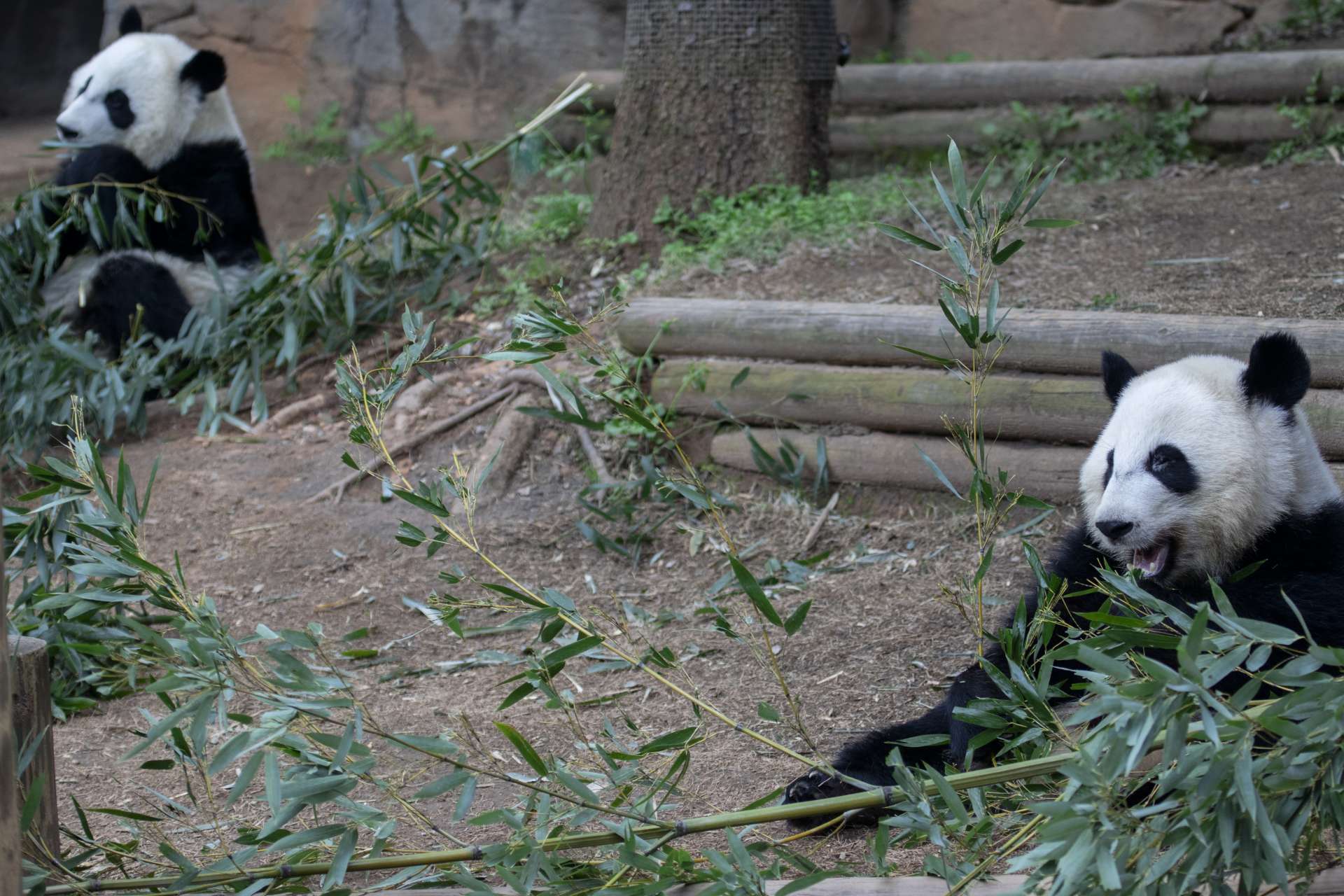 Panda Updates - Monday, April 30 - Zoo Atlanta