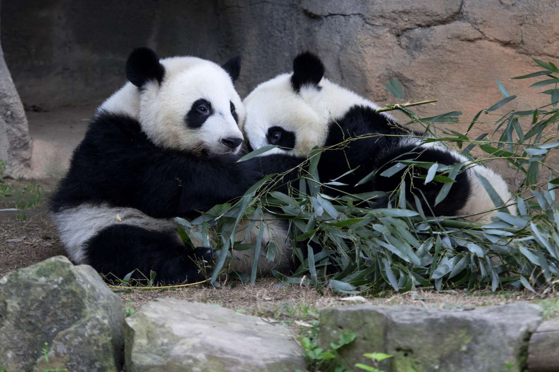 Panda Updates - Friday, May 18 - Zoo Atlanta