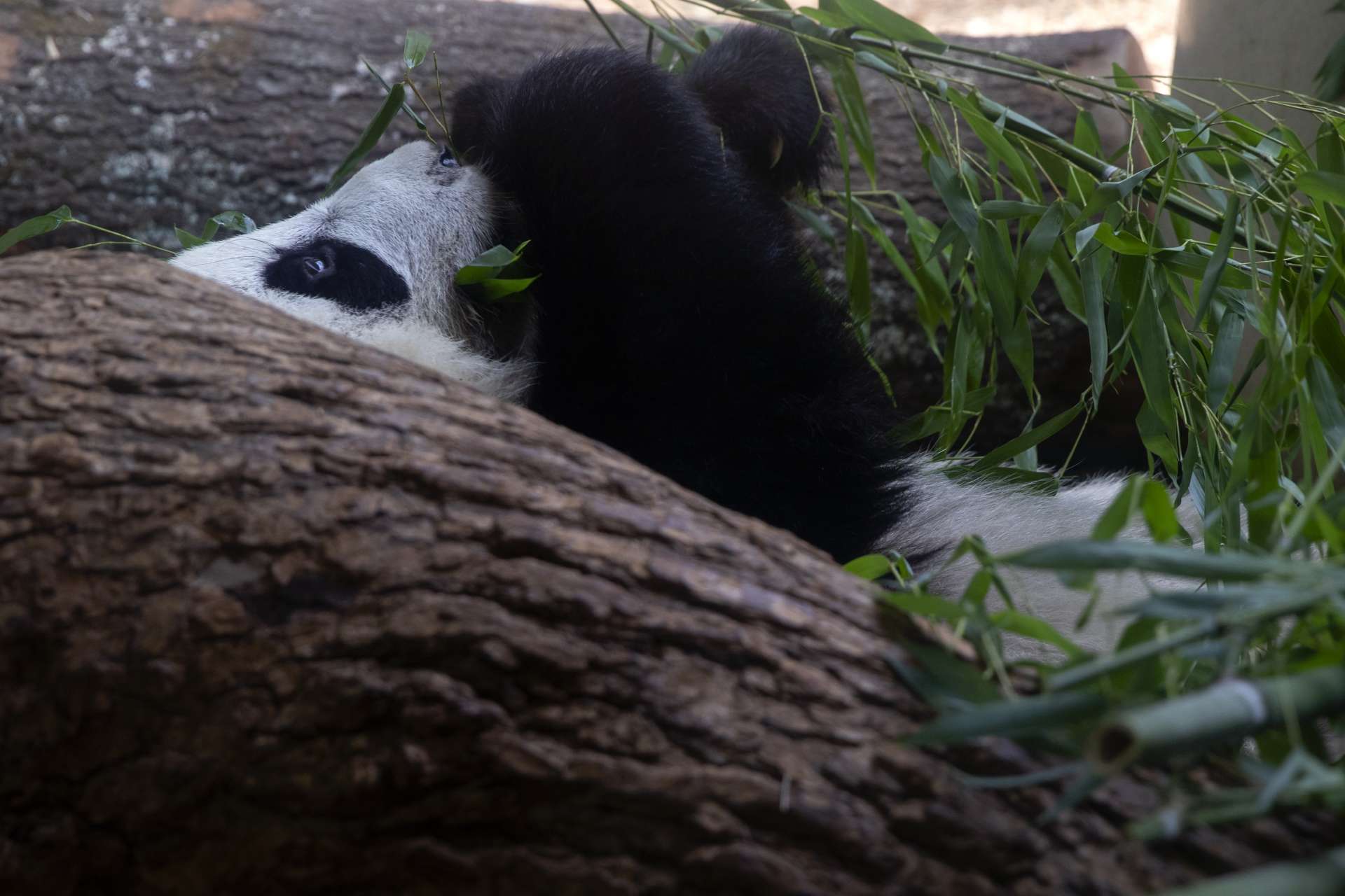 Panda Updates - Wednesday, September 5 - Zoo Atlanta