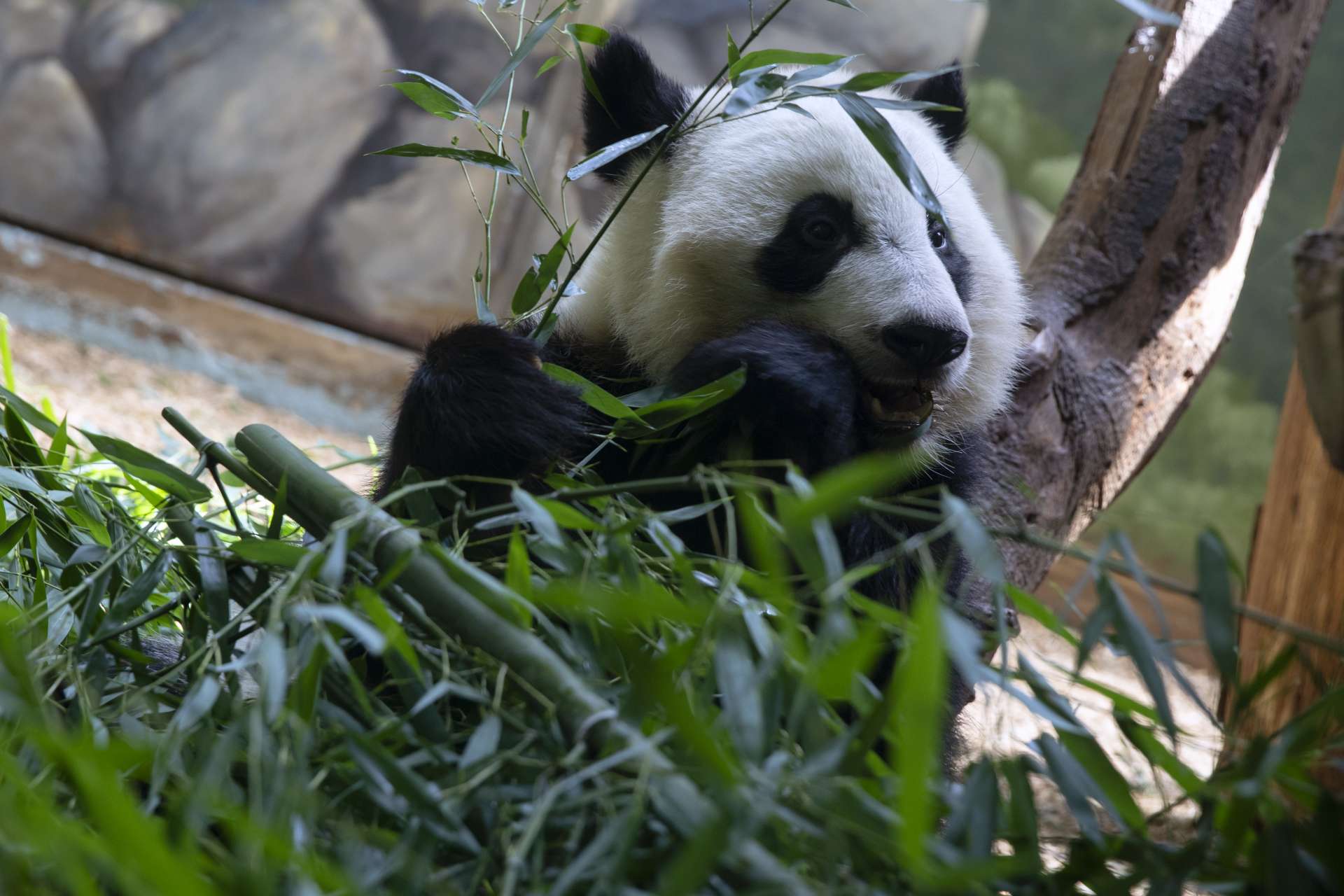 Panda Updates - Wednesday, November 21 - Zoo Atlanta