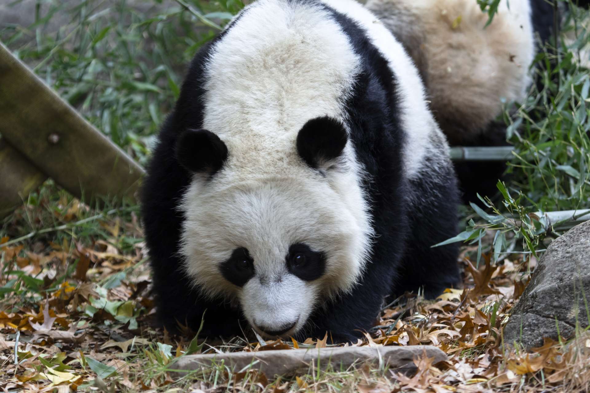 Panda Updates - Wednesday, July 17 | Zoo Atlanta