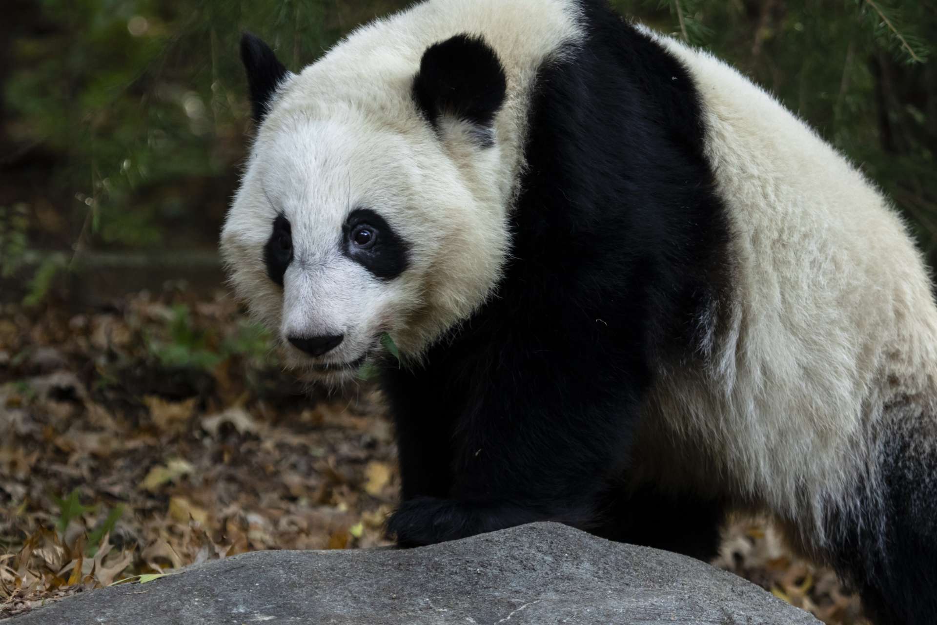 Panda Updates - Monday, April 15 - Zoo Atlanta