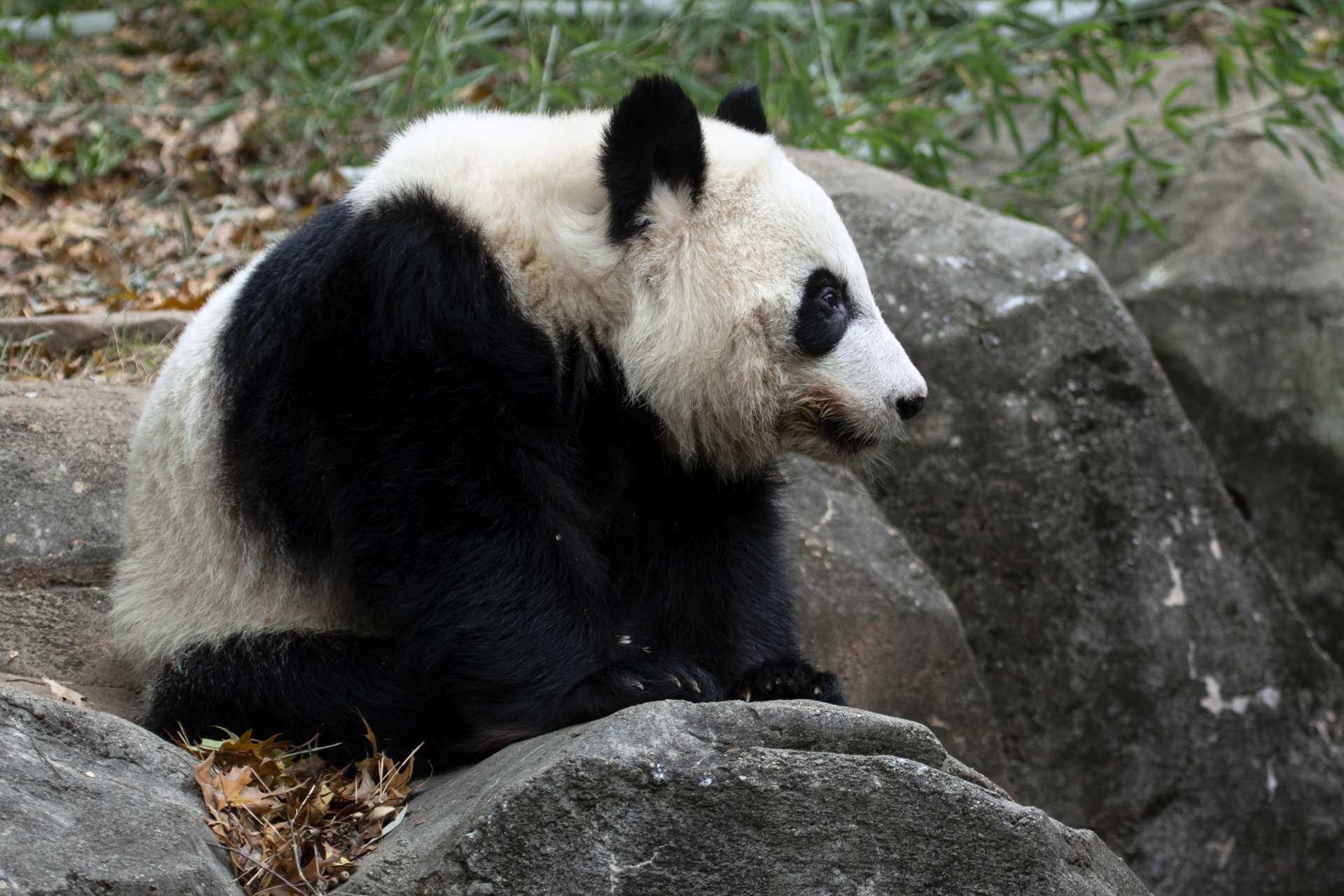 Panda Updates - Friday, October 18 - Zoo Atlanta
