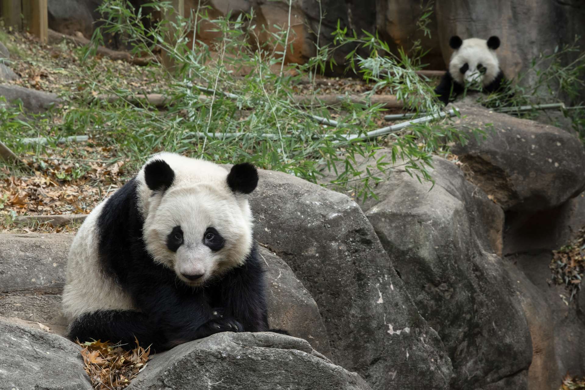 Panda Updates- Monday, October 10 - Zoo Atlanta