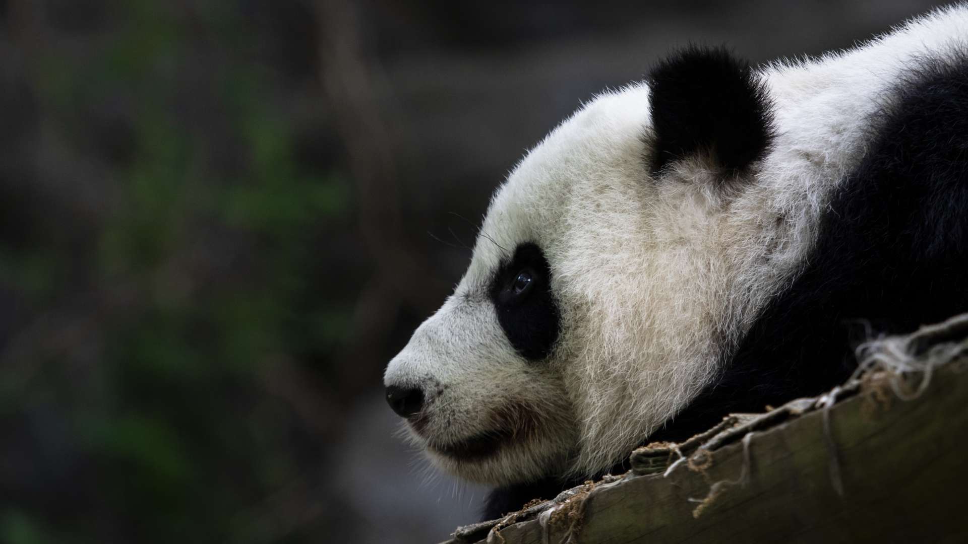 Panda Updates - Monday, October 21 - Zoo Atlanta