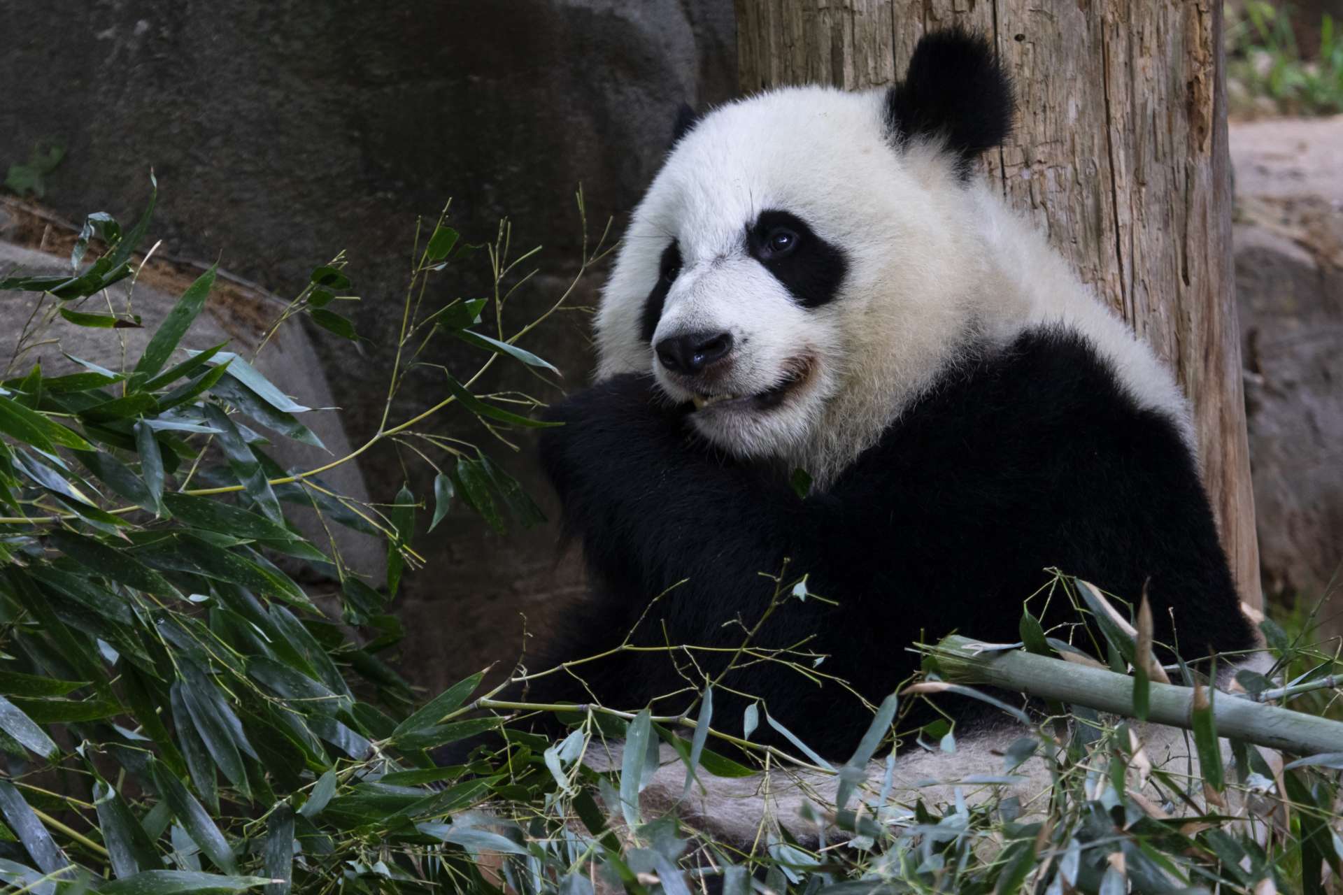 Panda Updates - Friday, April 19 - Zoo Atlanta