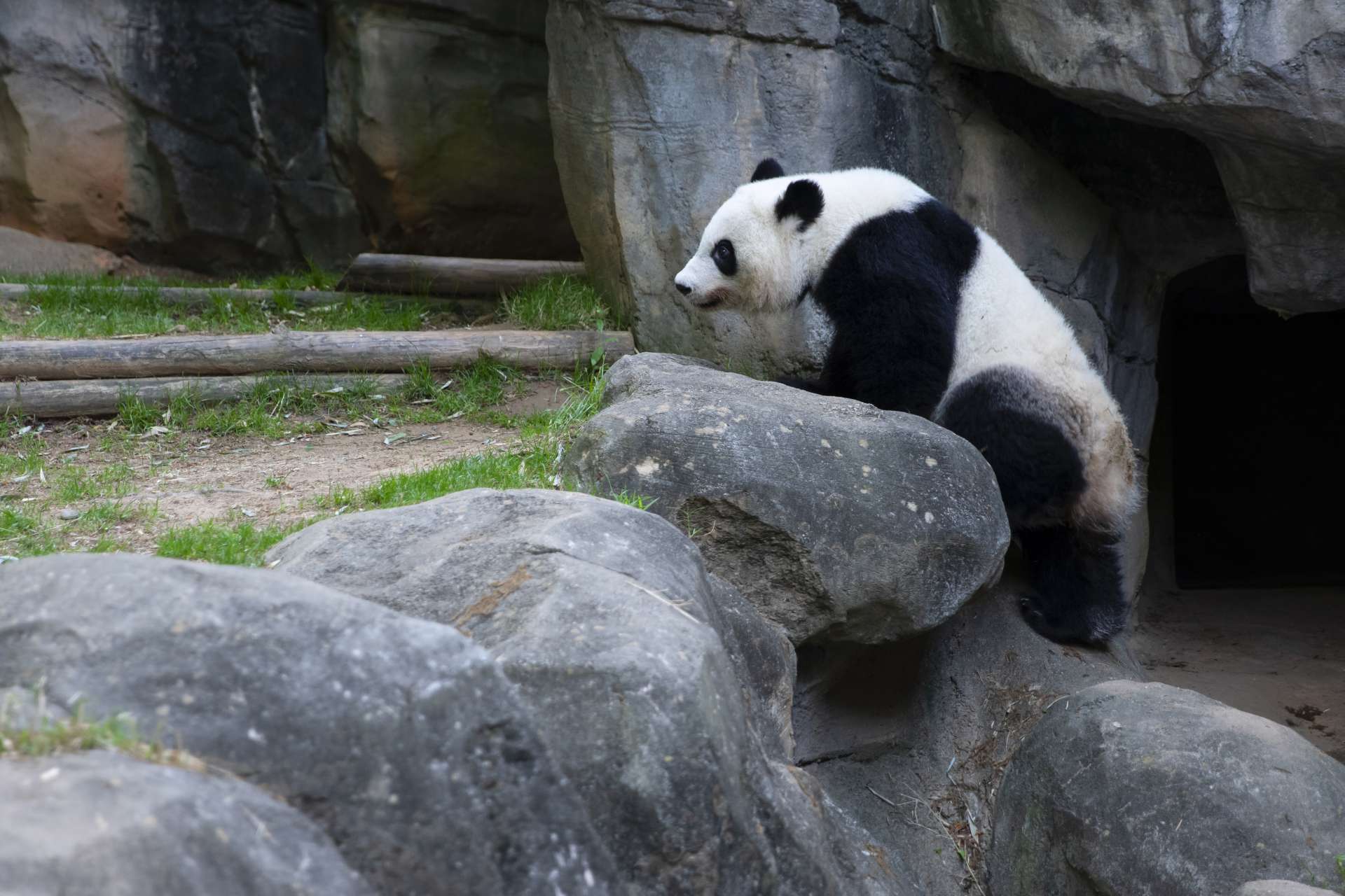 Panda Updates - Wednesday, August 7 - Zoo Atlanta