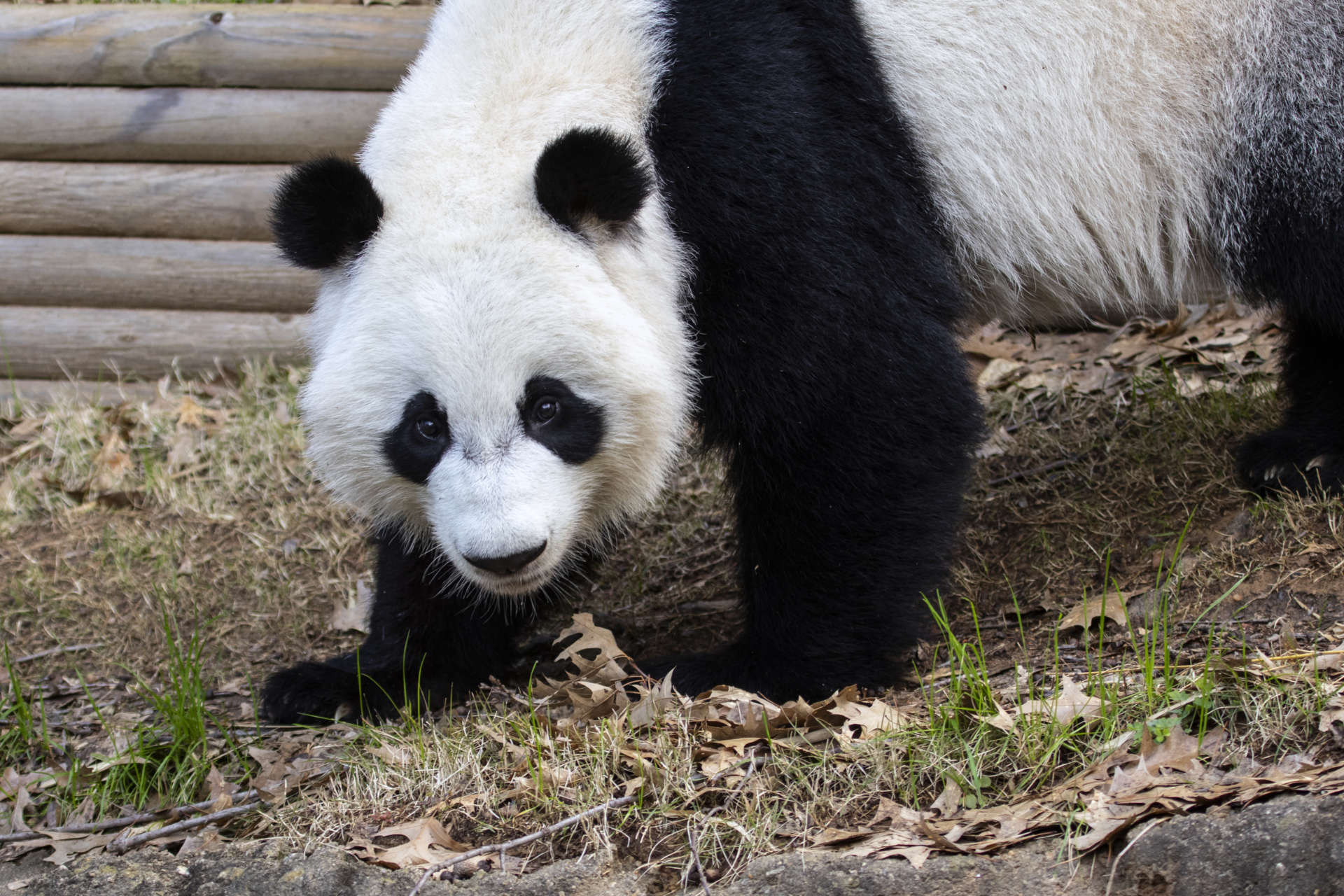 Panda Updates - Wednesday, March 25 - Zoo Atlanta