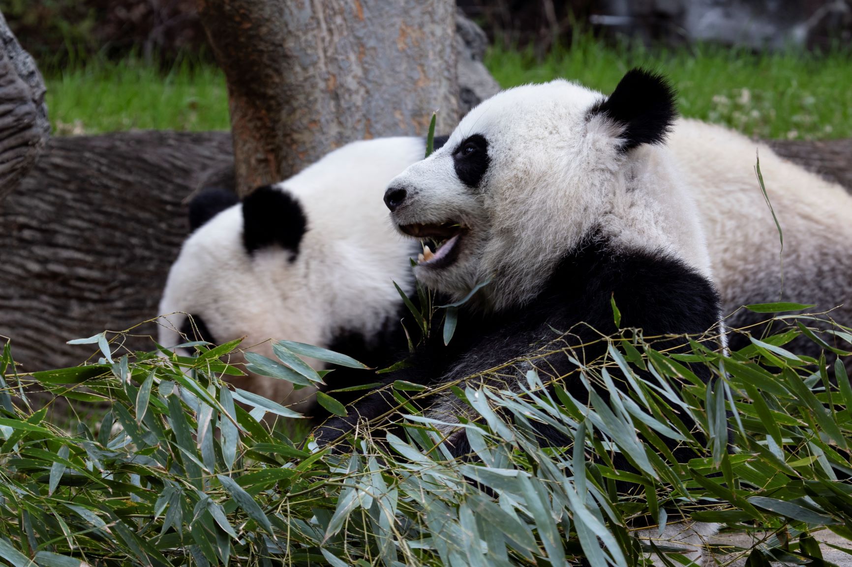 Panda updates - Monday, July 20 - Zoo Atlanta