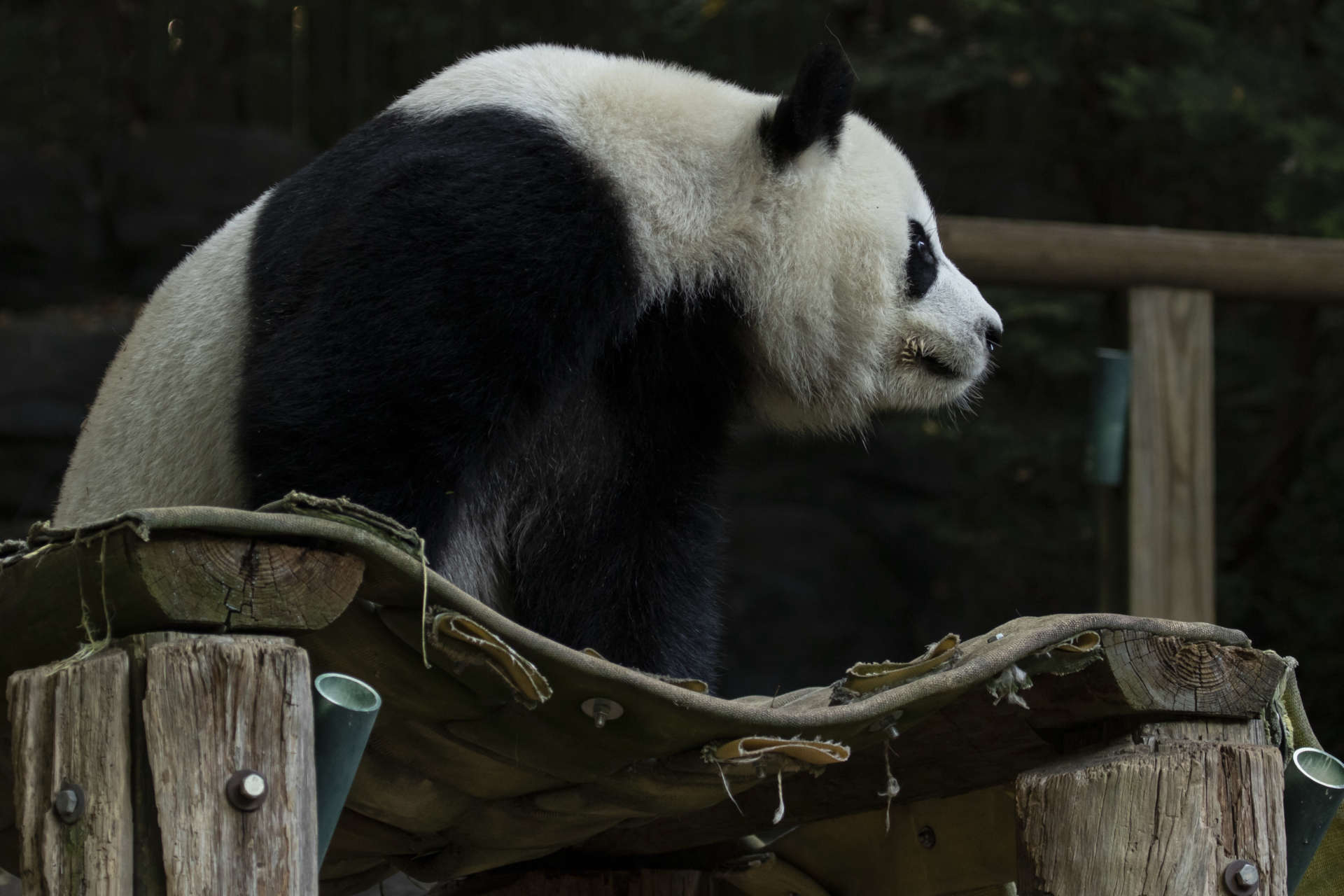 Panda Updates - Monday, October 4 - Zoo Atlanta