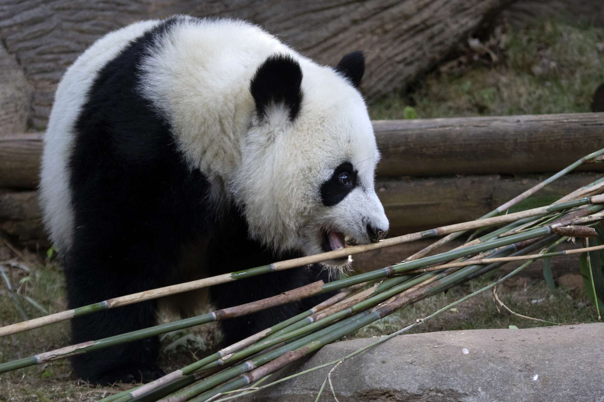 Panda Updates - Friday, July 20 - Zoo Atlanta