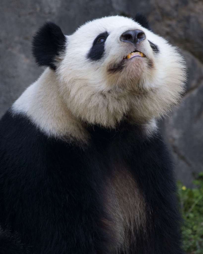 Panda Updates - Friday, December 3 - Zoo Atlanta