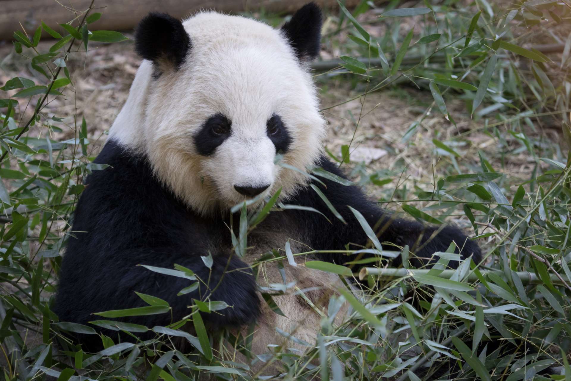 Panda Updates - Wednesday, January 15 - Zoo Atlanta