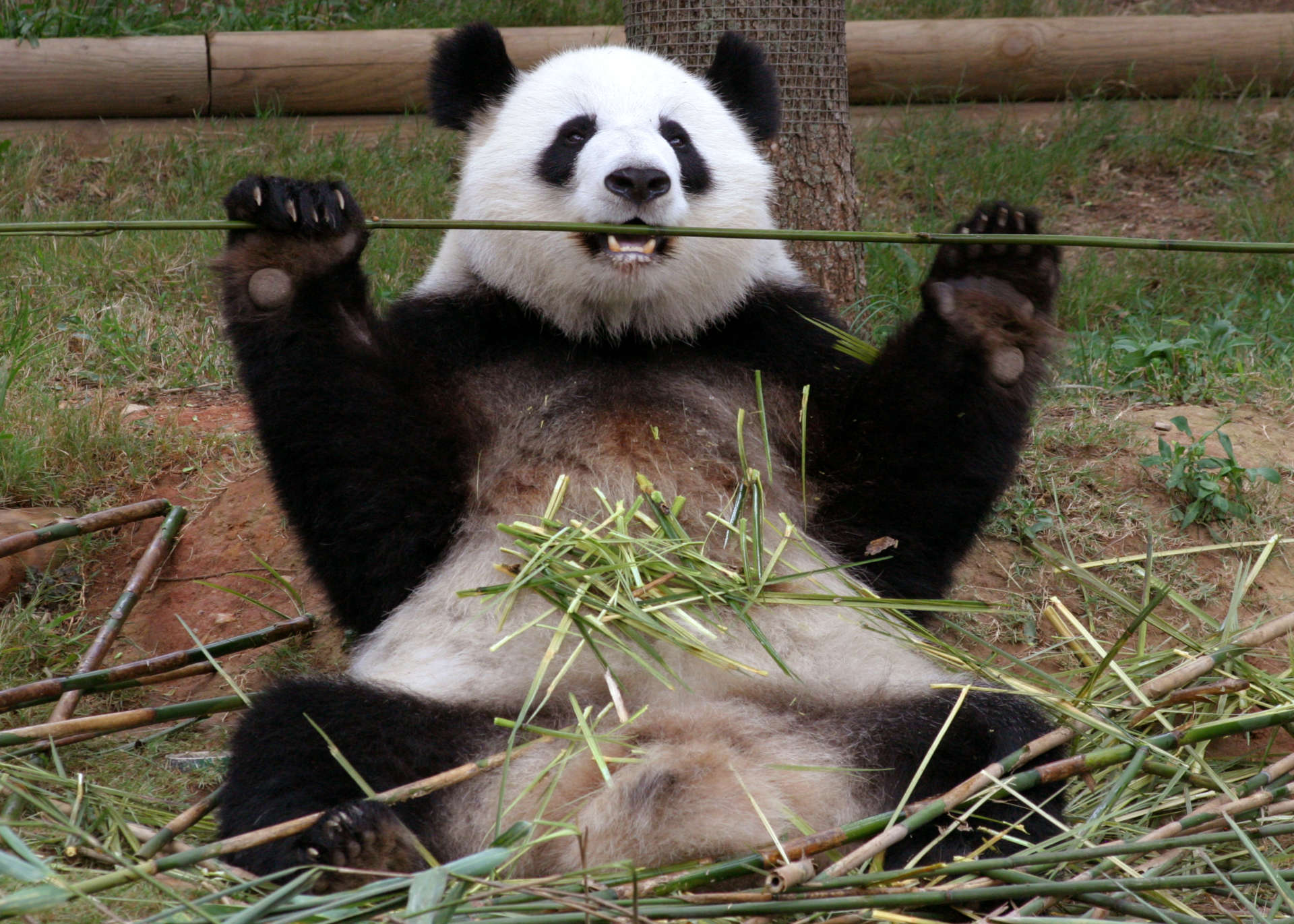 Panda Updates – Wednesday, October 27 - Zoo Atlanta