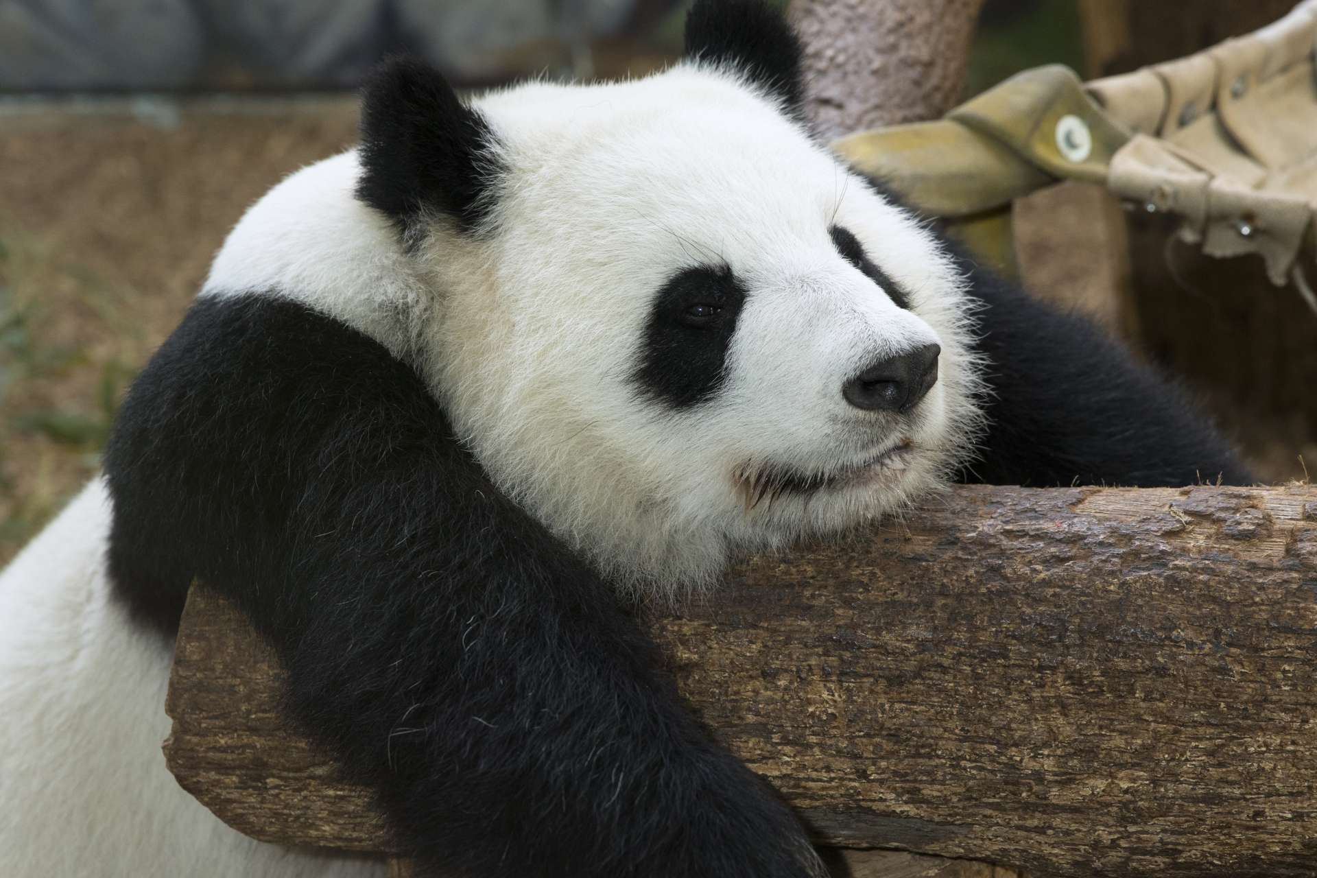 Panda Updates- Wednesday, July 13 - Zoo Atlanta