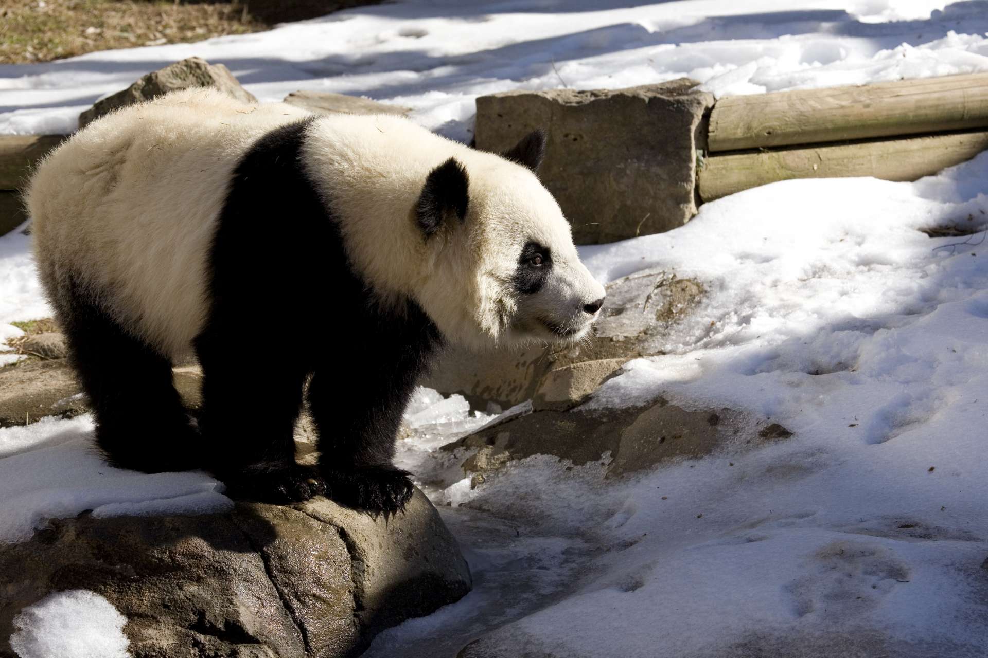 Panda Update - Monday, January 2 - Zoo Atlanta