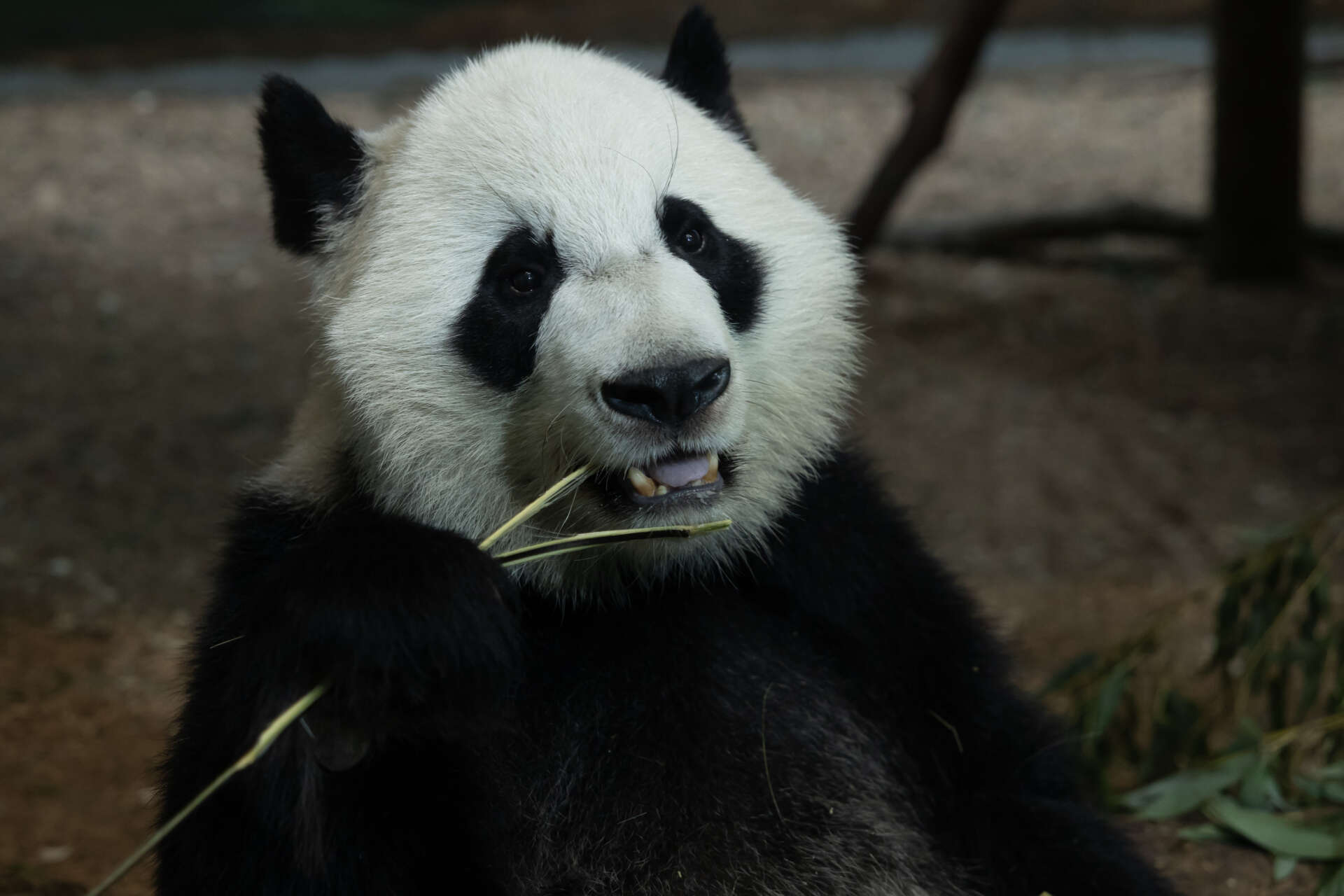 Panda Updates- Monday, October 16 - Zoo Atlanta