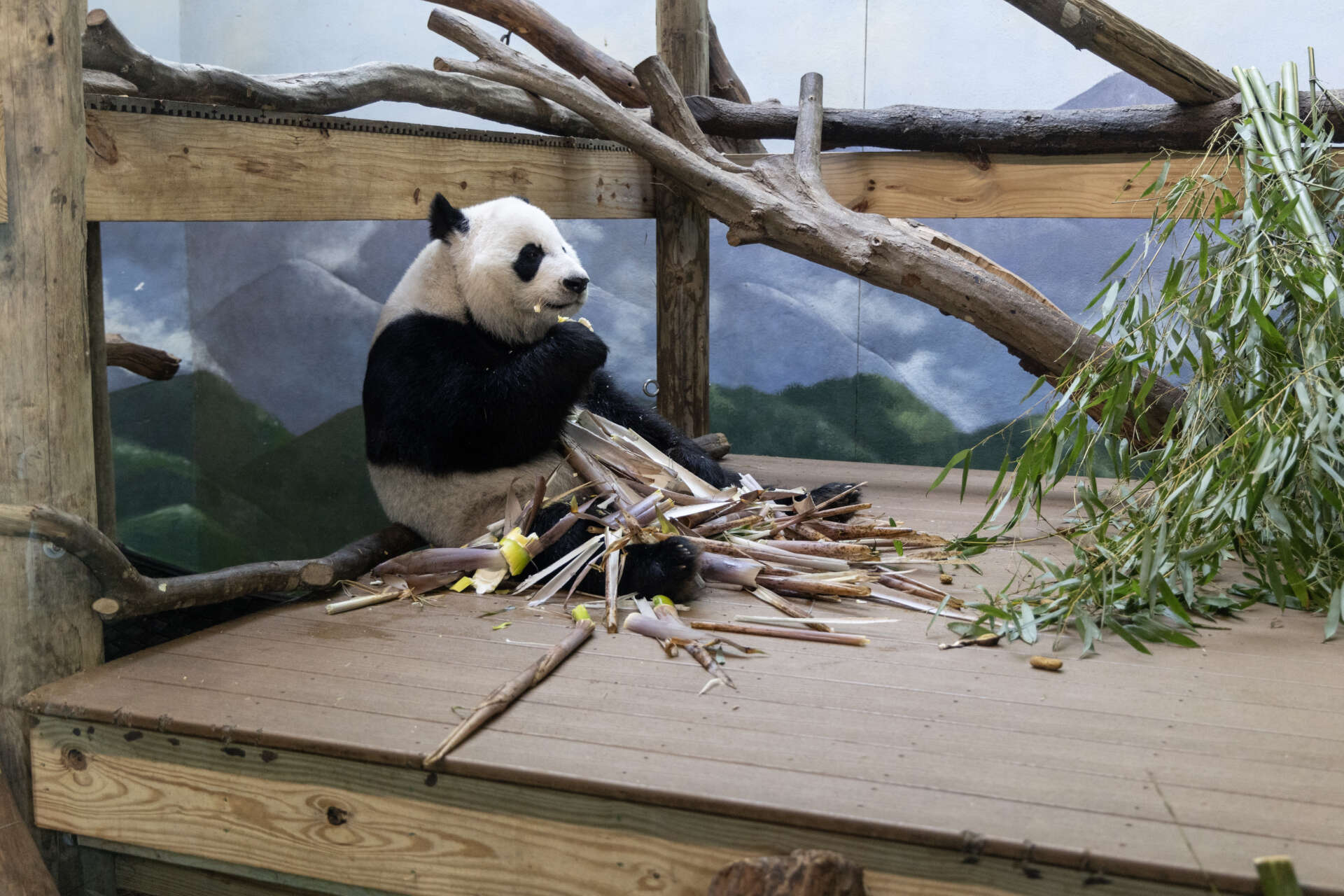 Panda Updates- Monday, May 20 - Zoo Atlanta