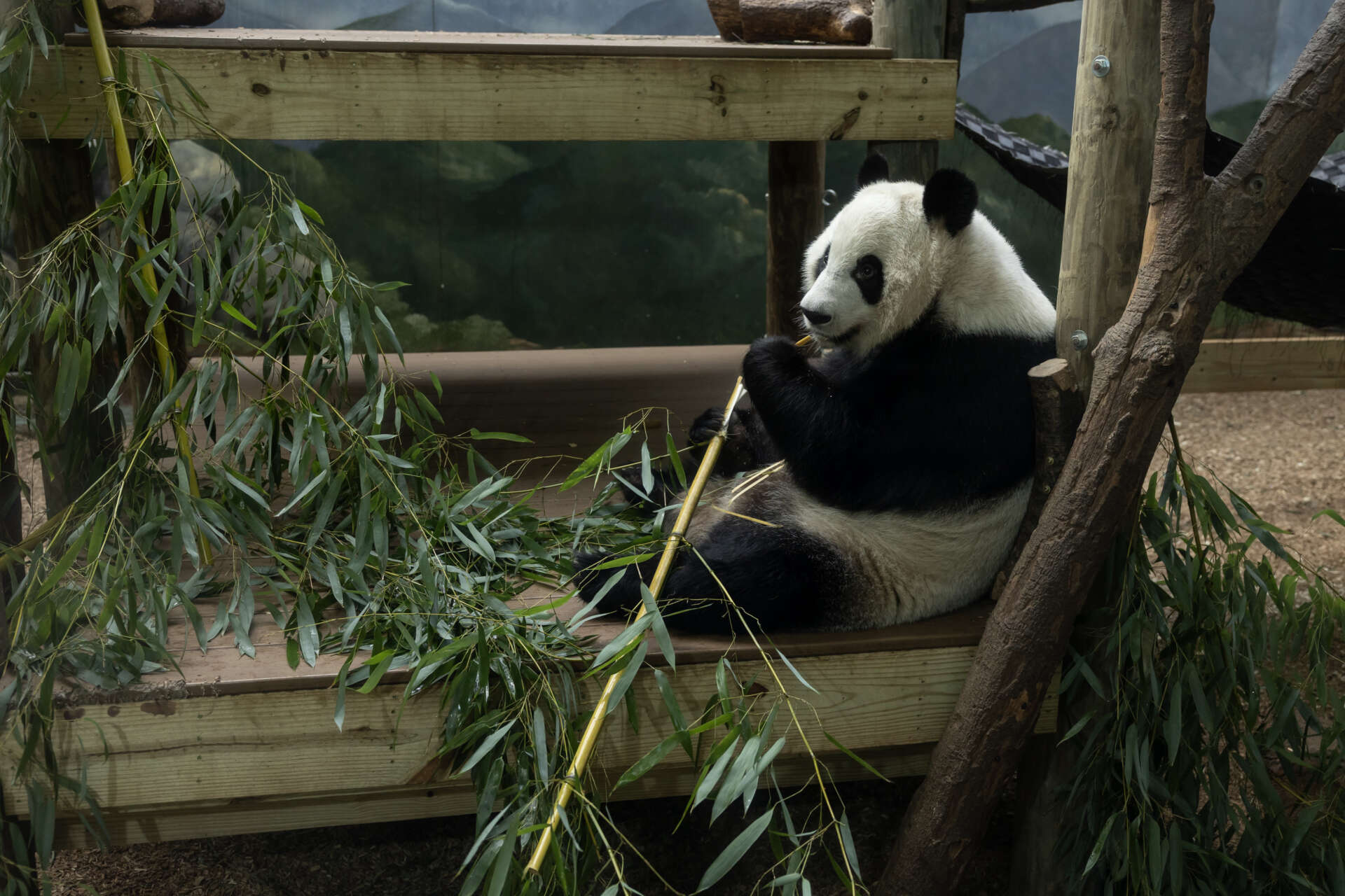 Panda Updates - Monday, September 18 - Zoo Atlanta