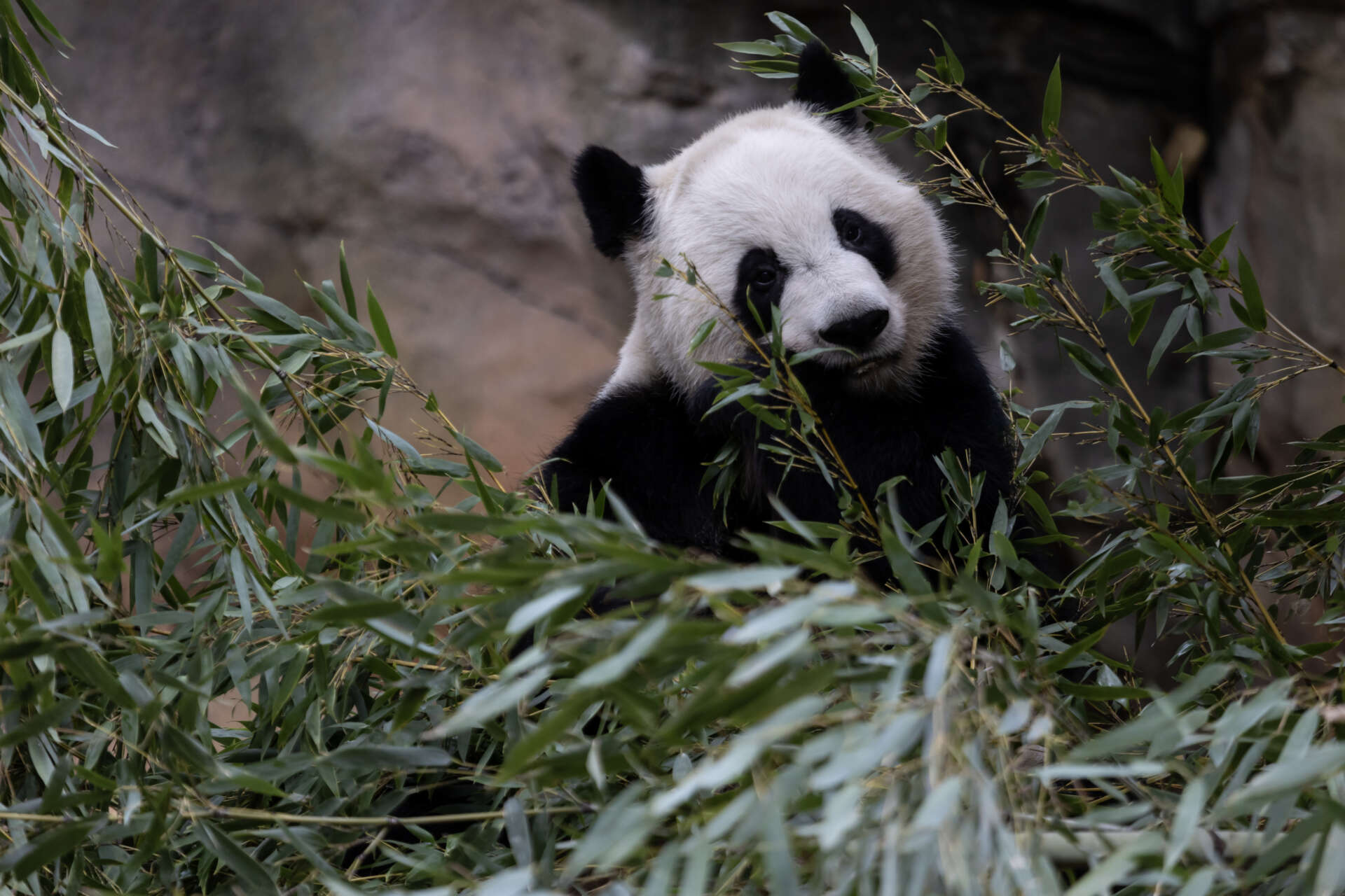 Panda Updates- Monday, November 27 - Zoo Atlanta