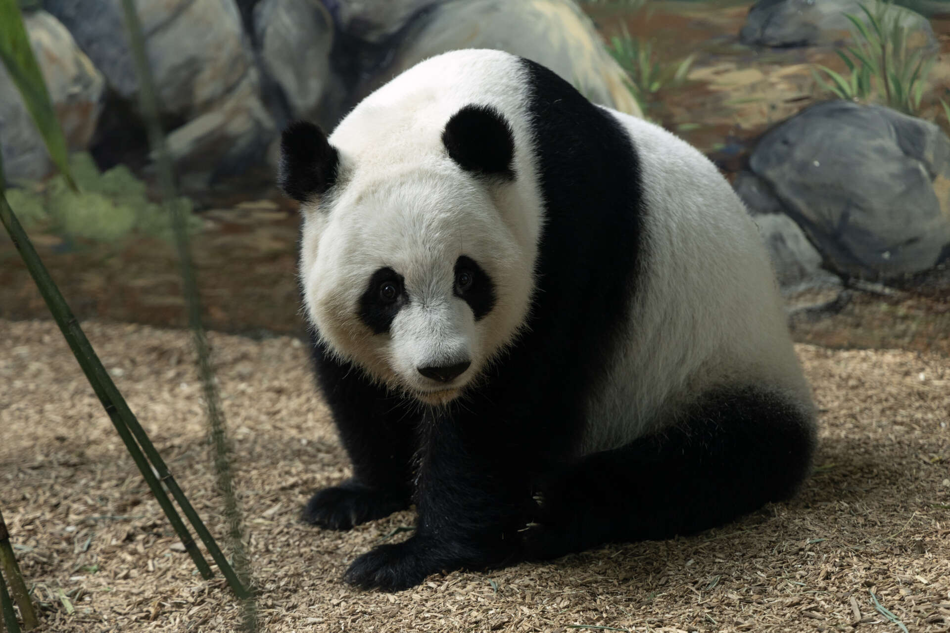 Panda Updates- Monday, July 15 - Zoo Atlanta