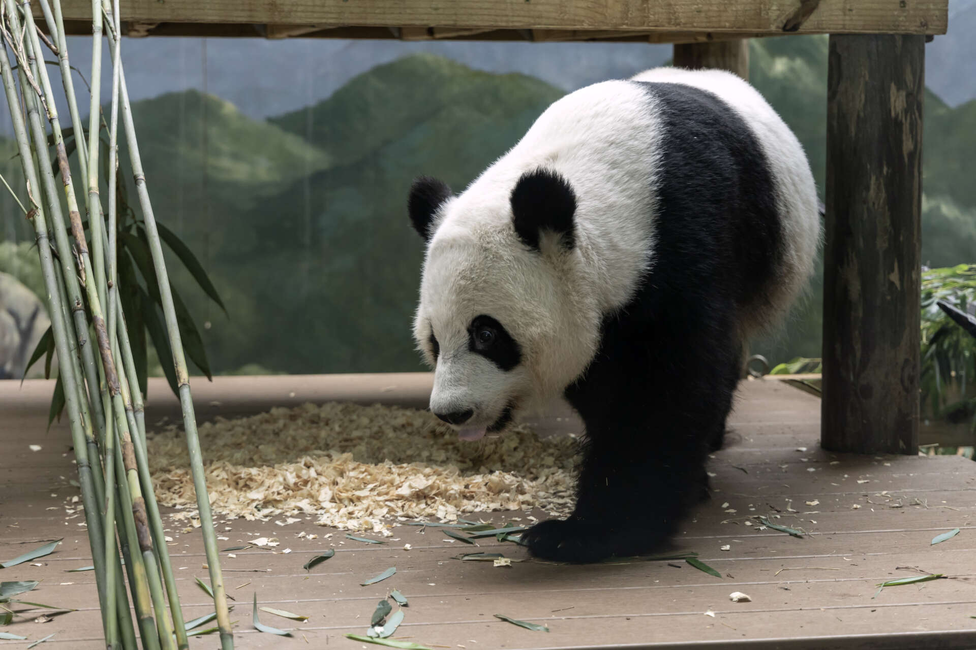 Panda Updates- Monday, July 22 - Zoo Atlanta
