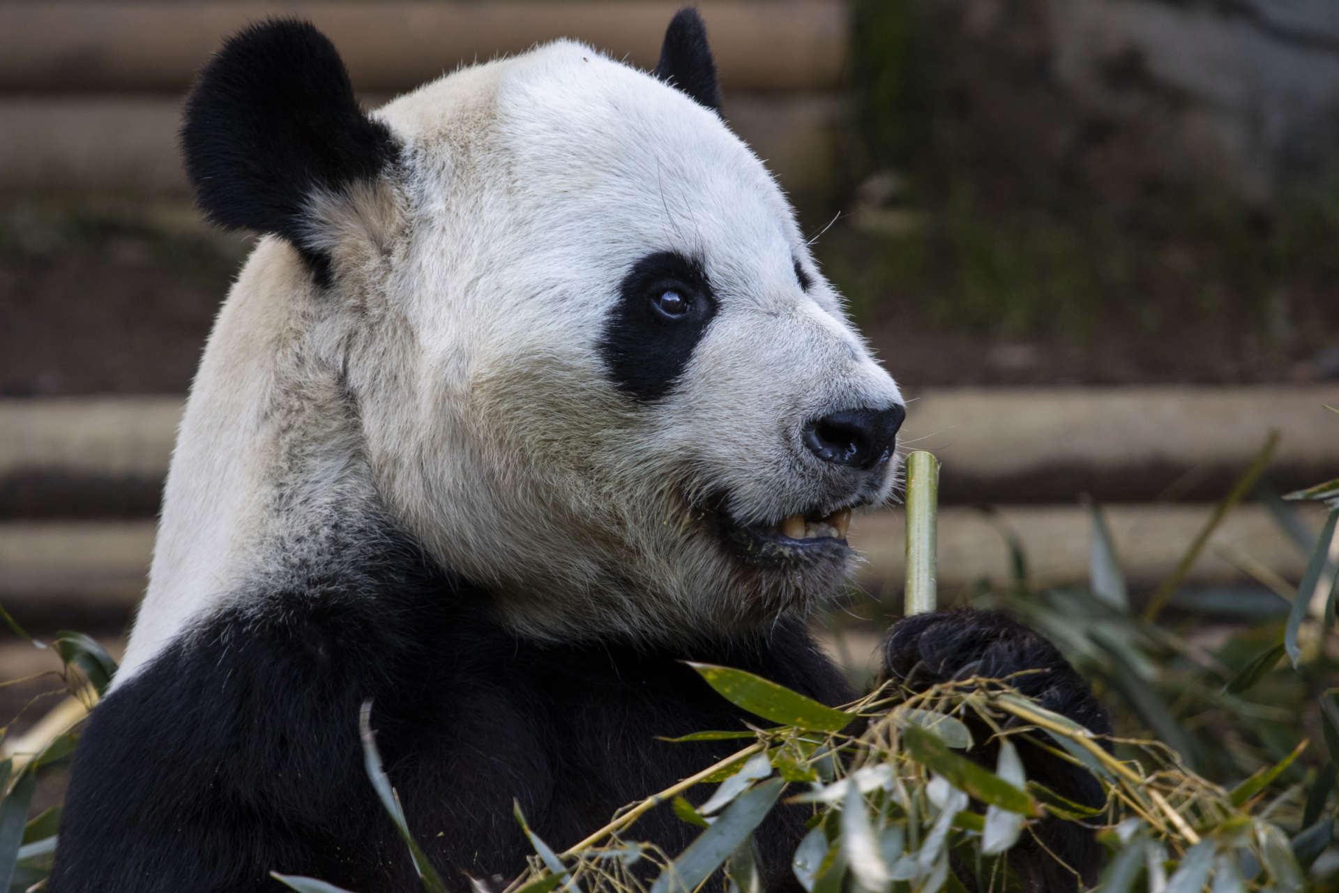 Panda Updates - Friday, December 4 - Zoo Atlanta