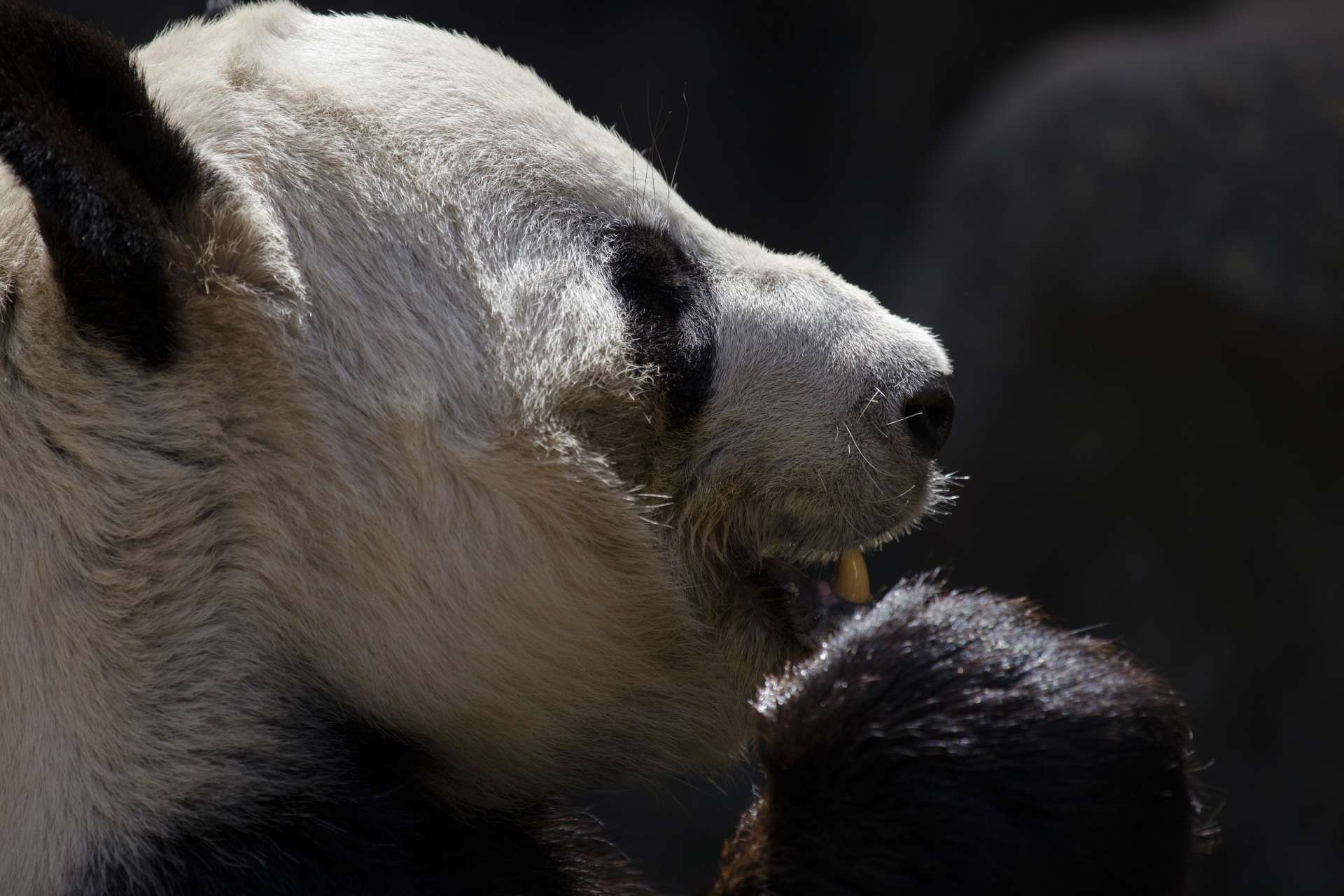 Panda Updates - Wednesday, August 2 - Zoo Atlanta