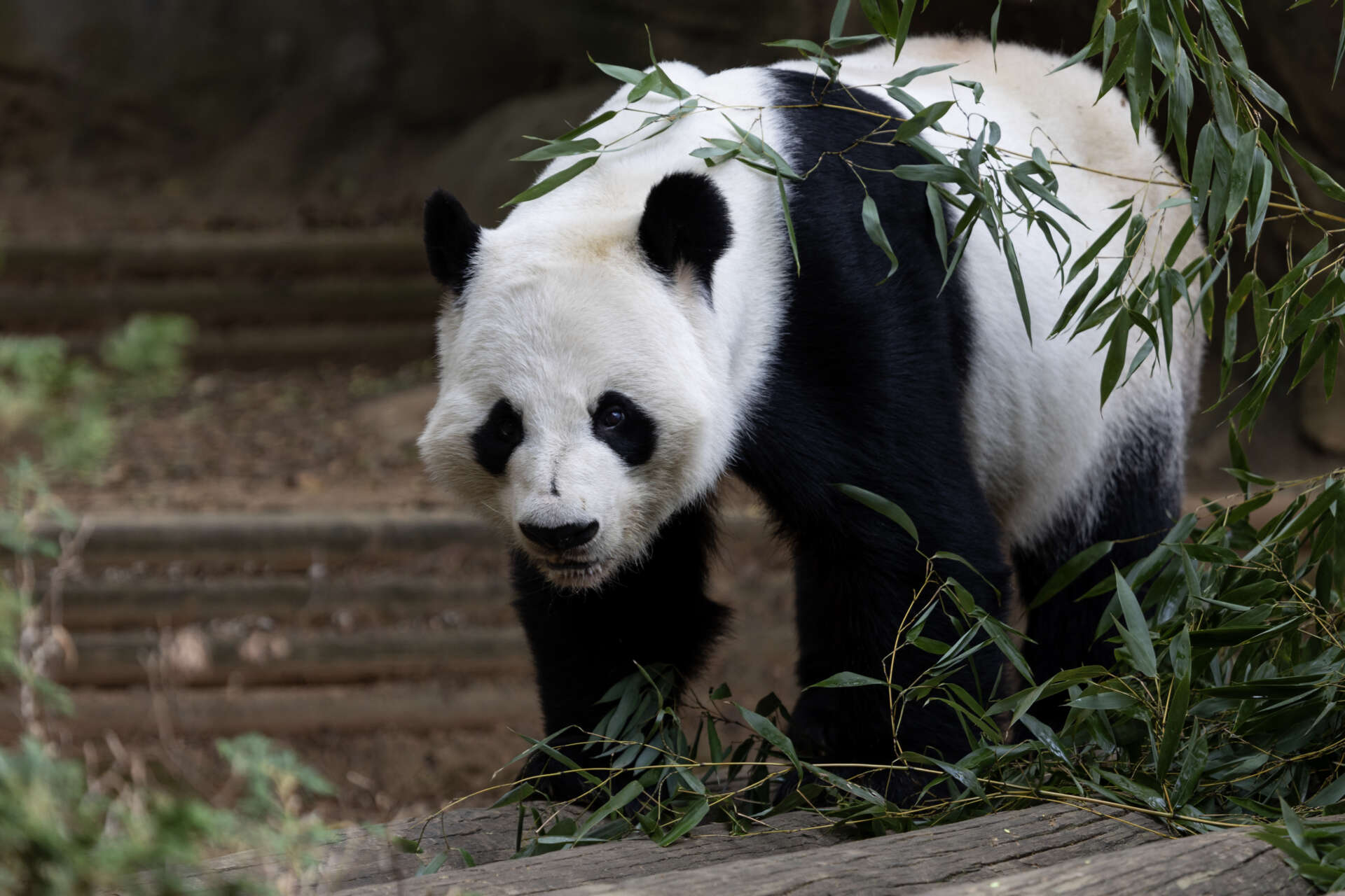 Panda Updates- Monday, November 6 - Zoo Atlanta