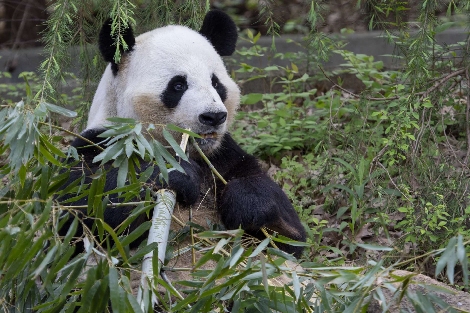 Panda Updates- Monday, November 14 - Zoo Atlanta