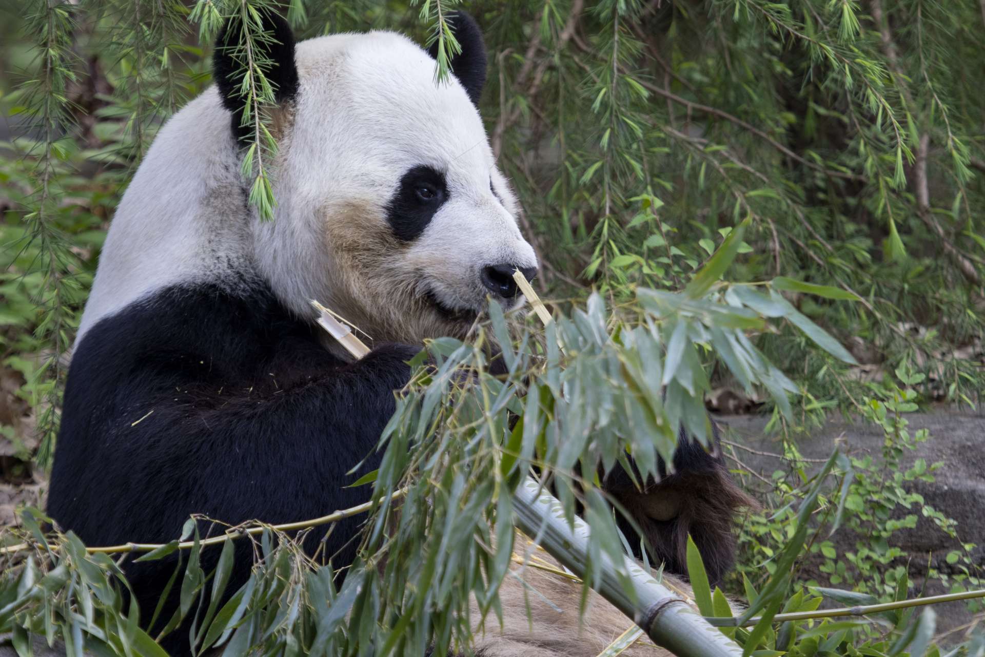 Panda Updates - Monday, June 11 - Zoo Atlanta