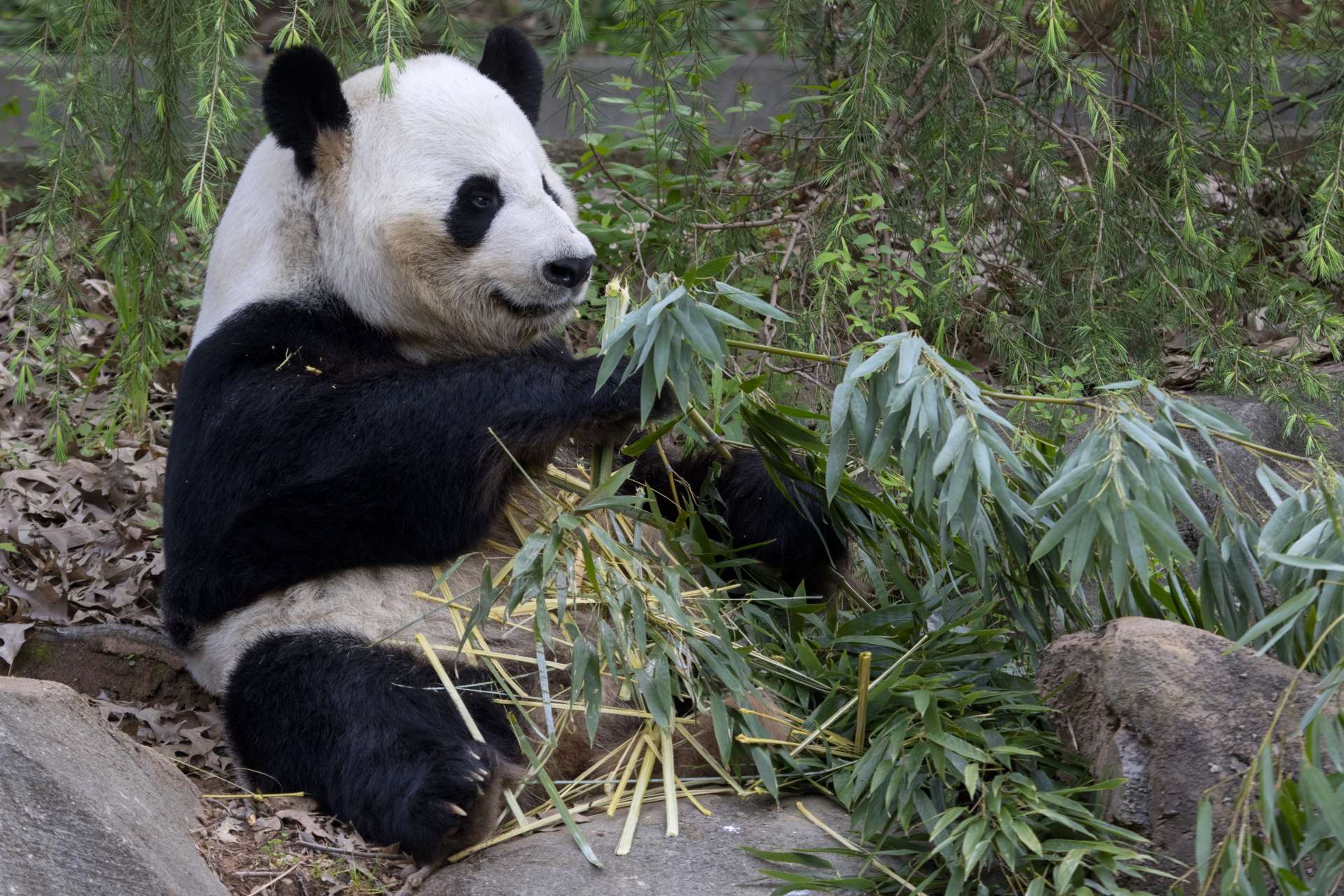 Panda Updates - Wednesday, May 2 - Zoo Atlanta