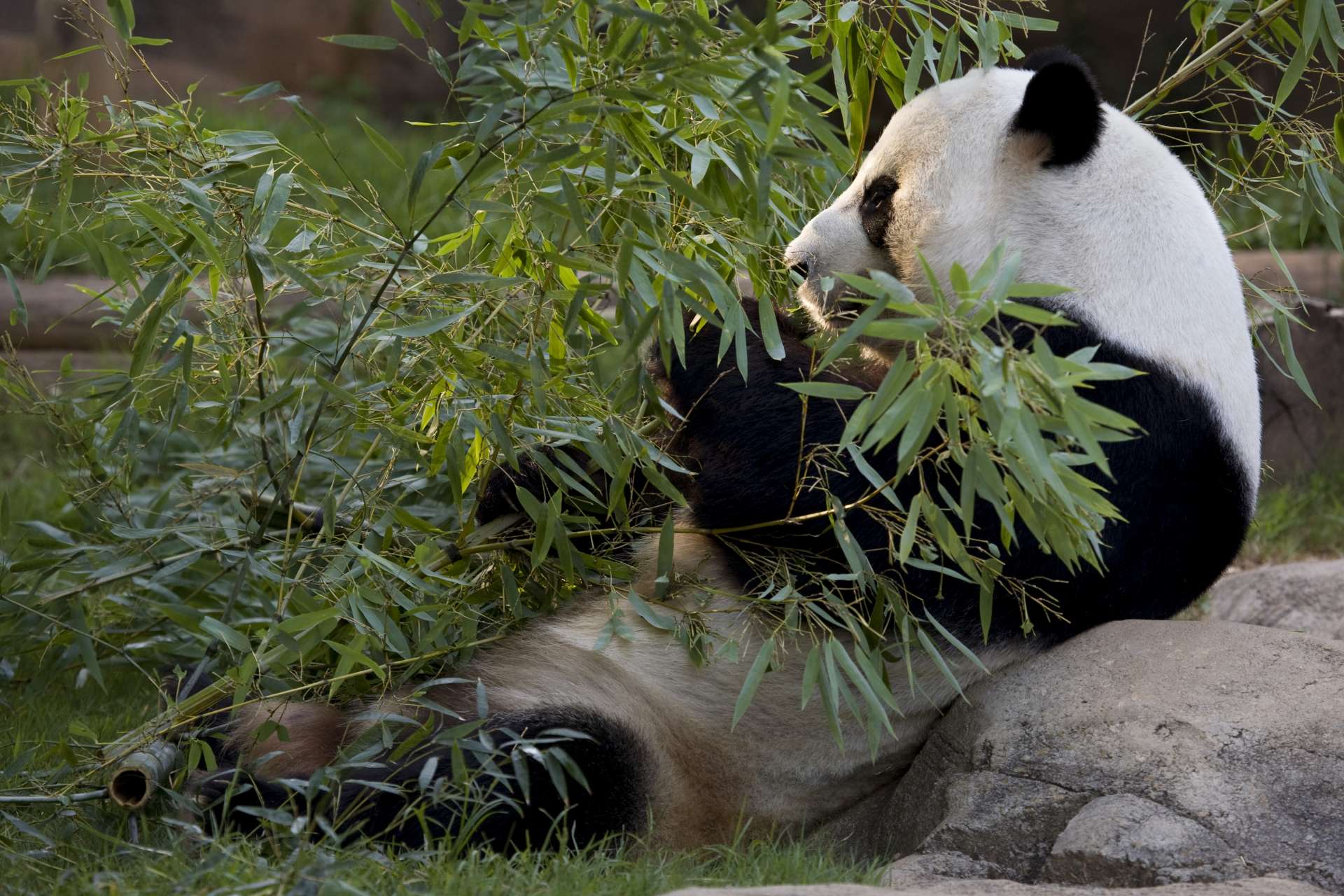 Panda Updates- Wednesday, March 2 - Zoo Atlanta