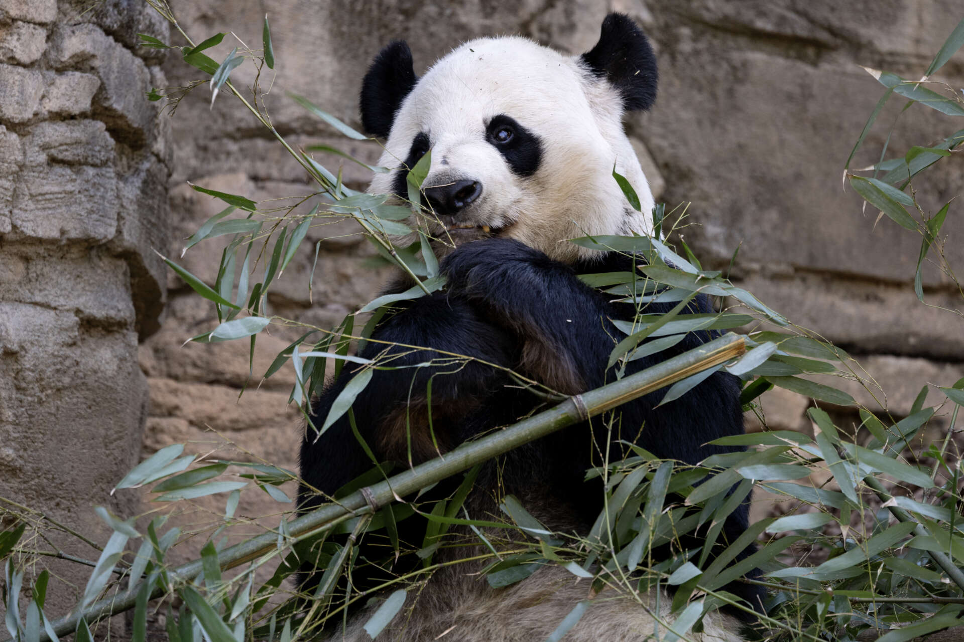 Panda Updates- Wednesday, March 27 - Zoo Atlanta