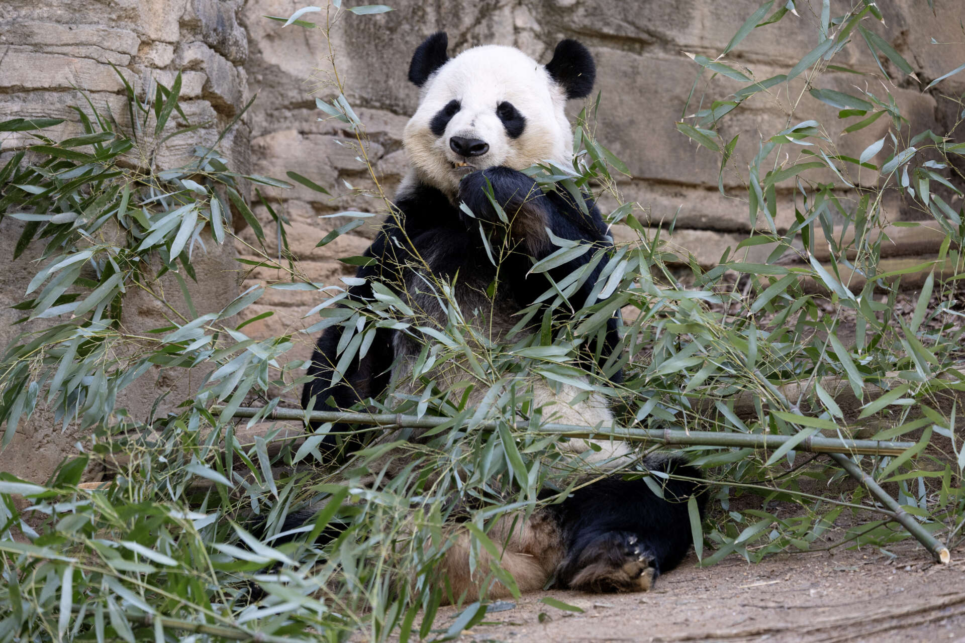 Panda Updates- Friday, February 16 - Zoo Atlanta