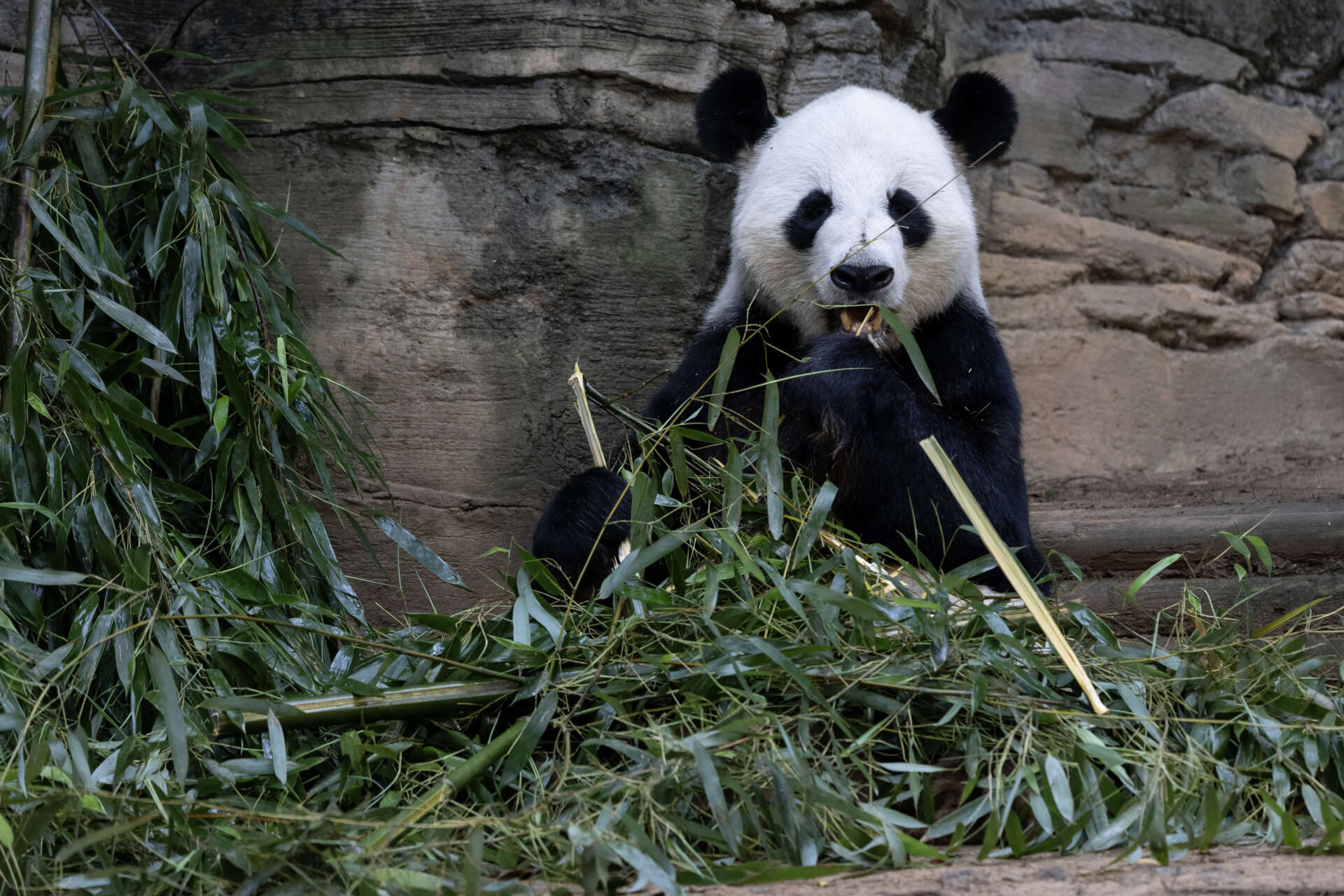 Panda Updates- Monday, June 10 - Zoo Atlanta