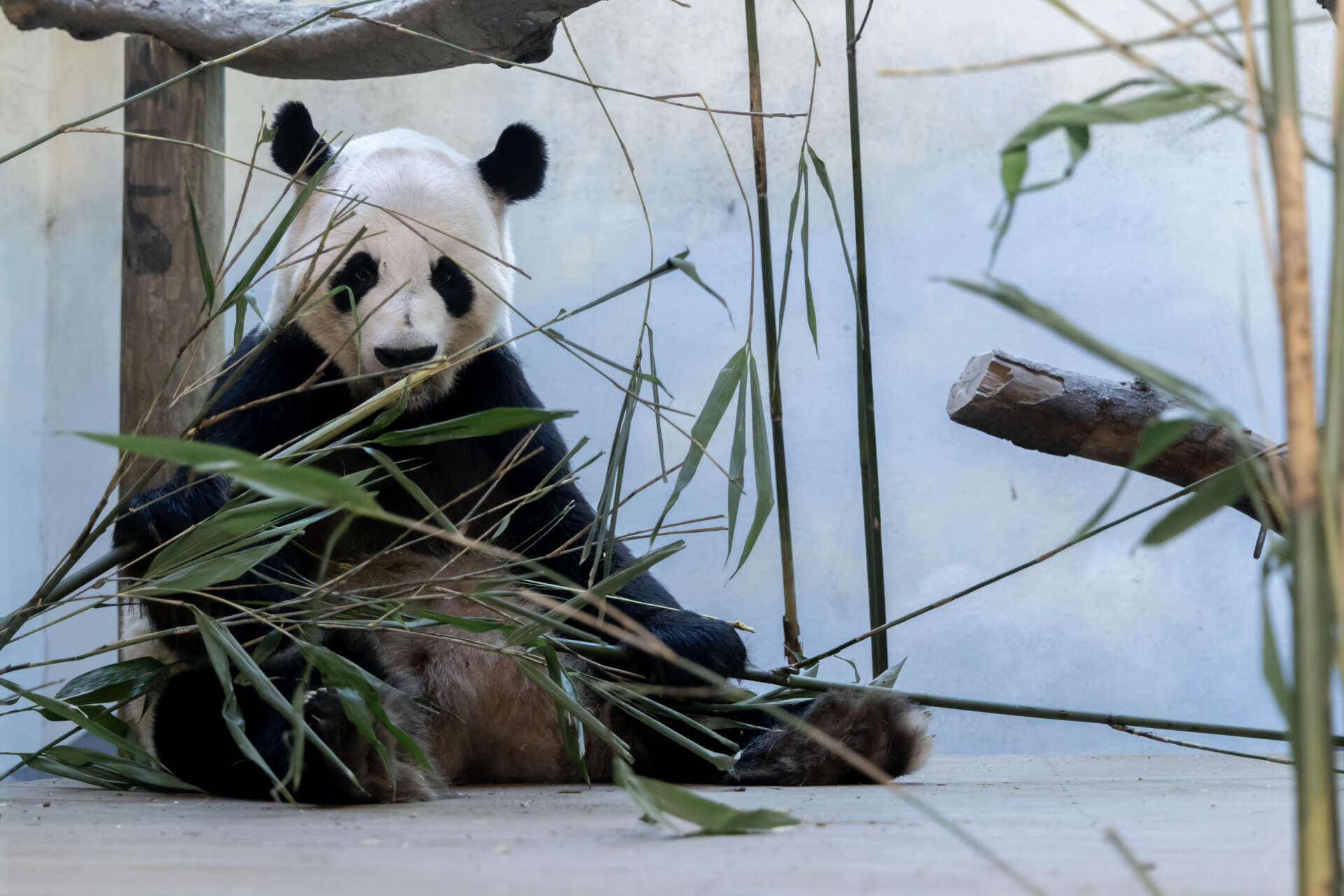 Panda Updates- Monday, July 29 - Zoo Atlanta