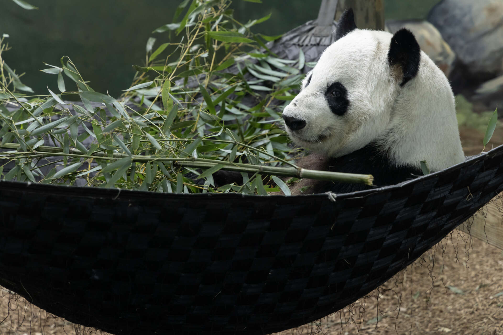 Panda Updates- Monday, September 23 - Zoo Atlanta
