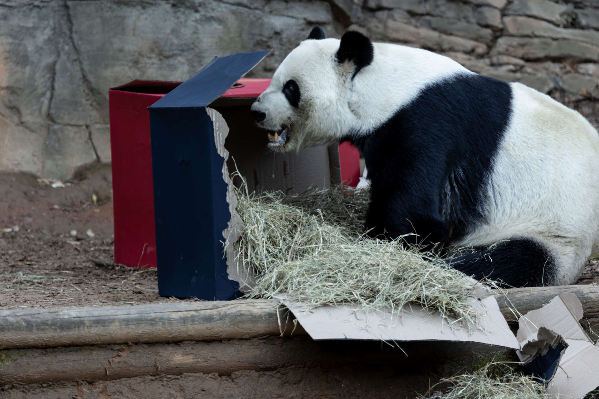 YANG YANG THE GIANT PANDA PICKS 2023 CHICK-FIL-A PEACH BOWL WINNER ...