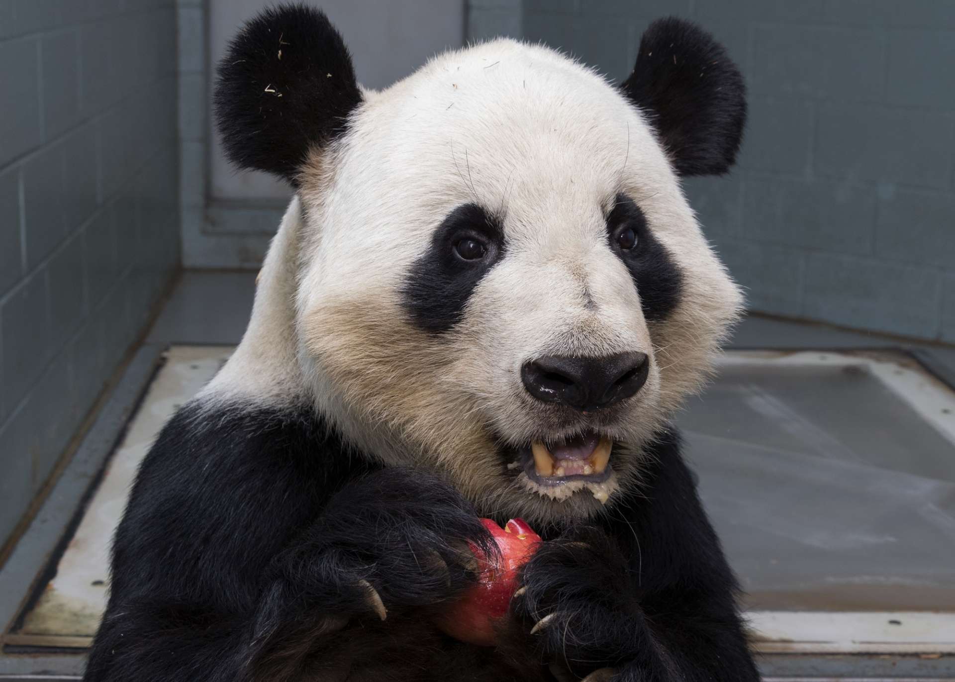 Panda Updates - Friday, August 27 - Zoo Atlanta