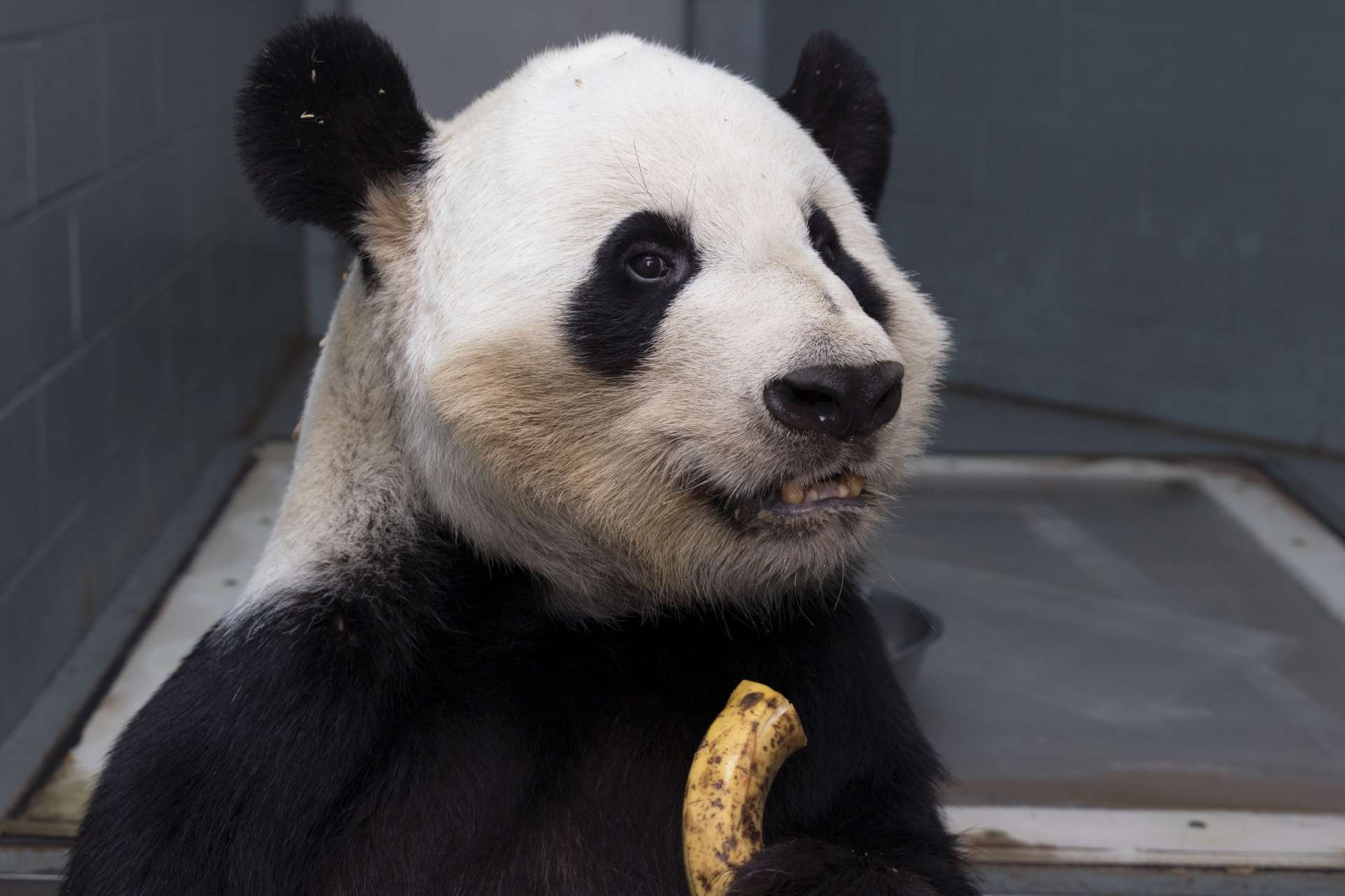 Panda Updates - Friday, April 28 - Zoo Atlanta