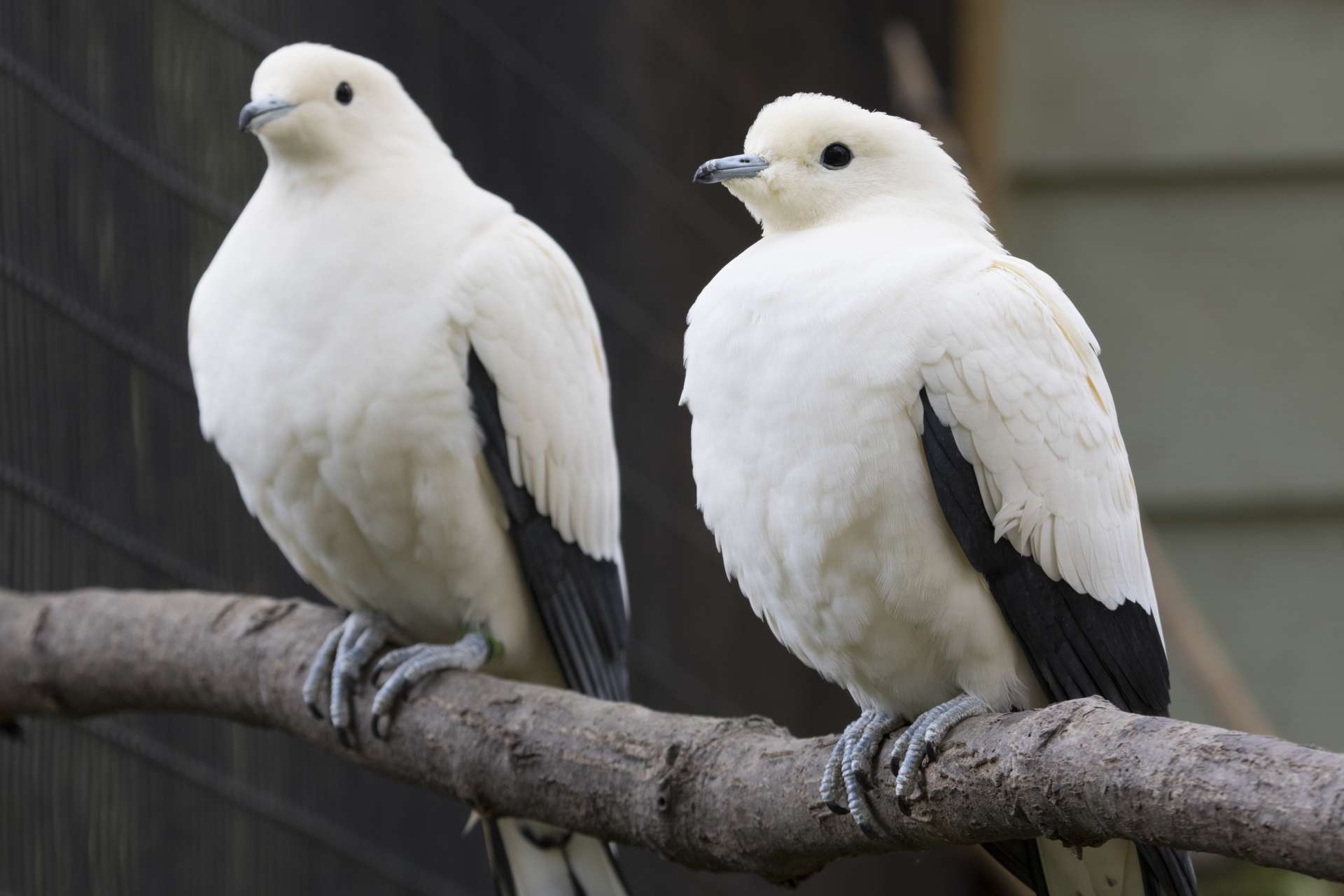 Rule-breaking birds and felonious fowl - Zoo Atlanta