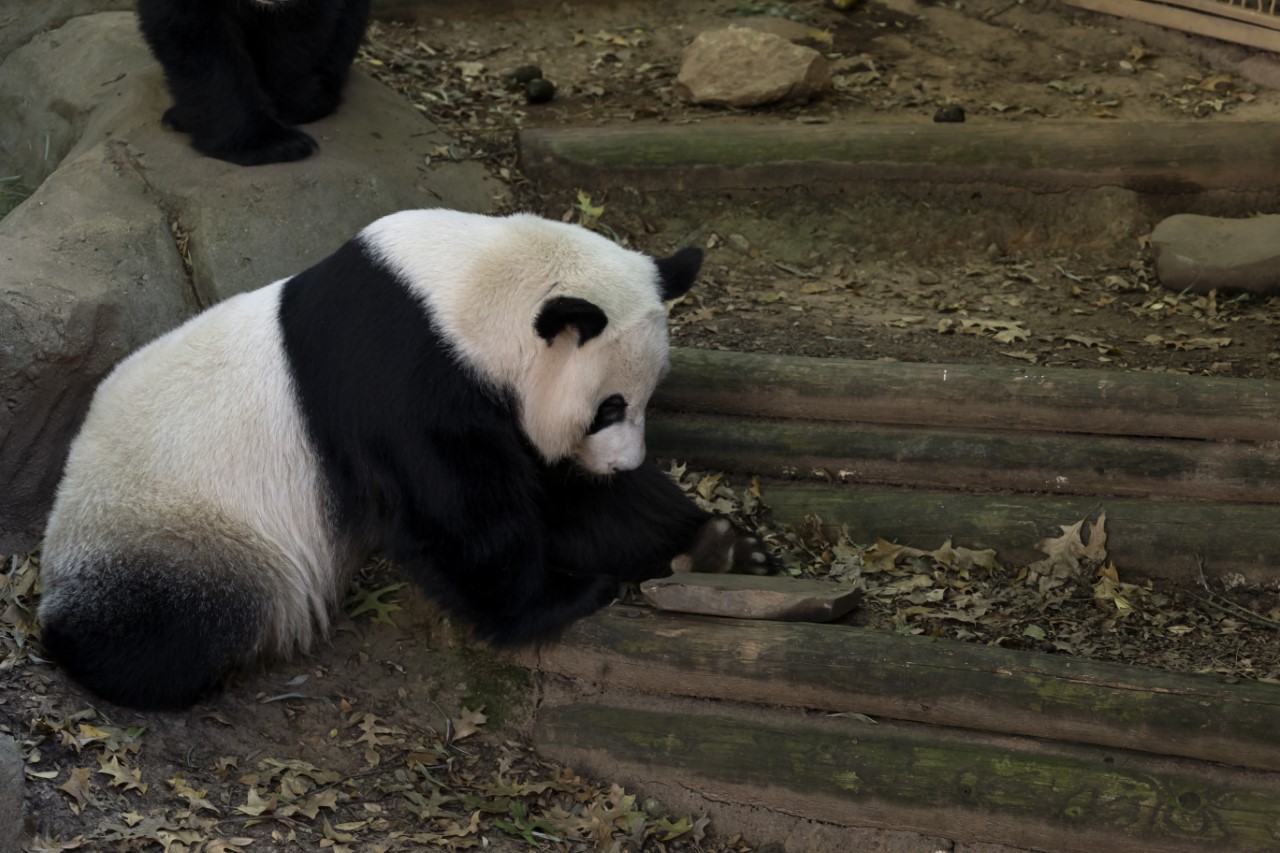 Panda Update- Monday, October 24 - Zoo Atlanta